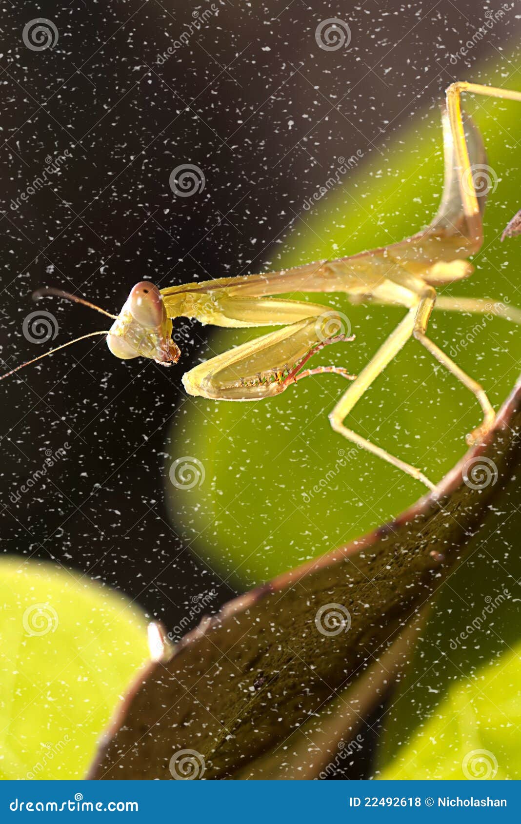 Mantis in the snow stock photo. Image of blooming, flower - 22492618