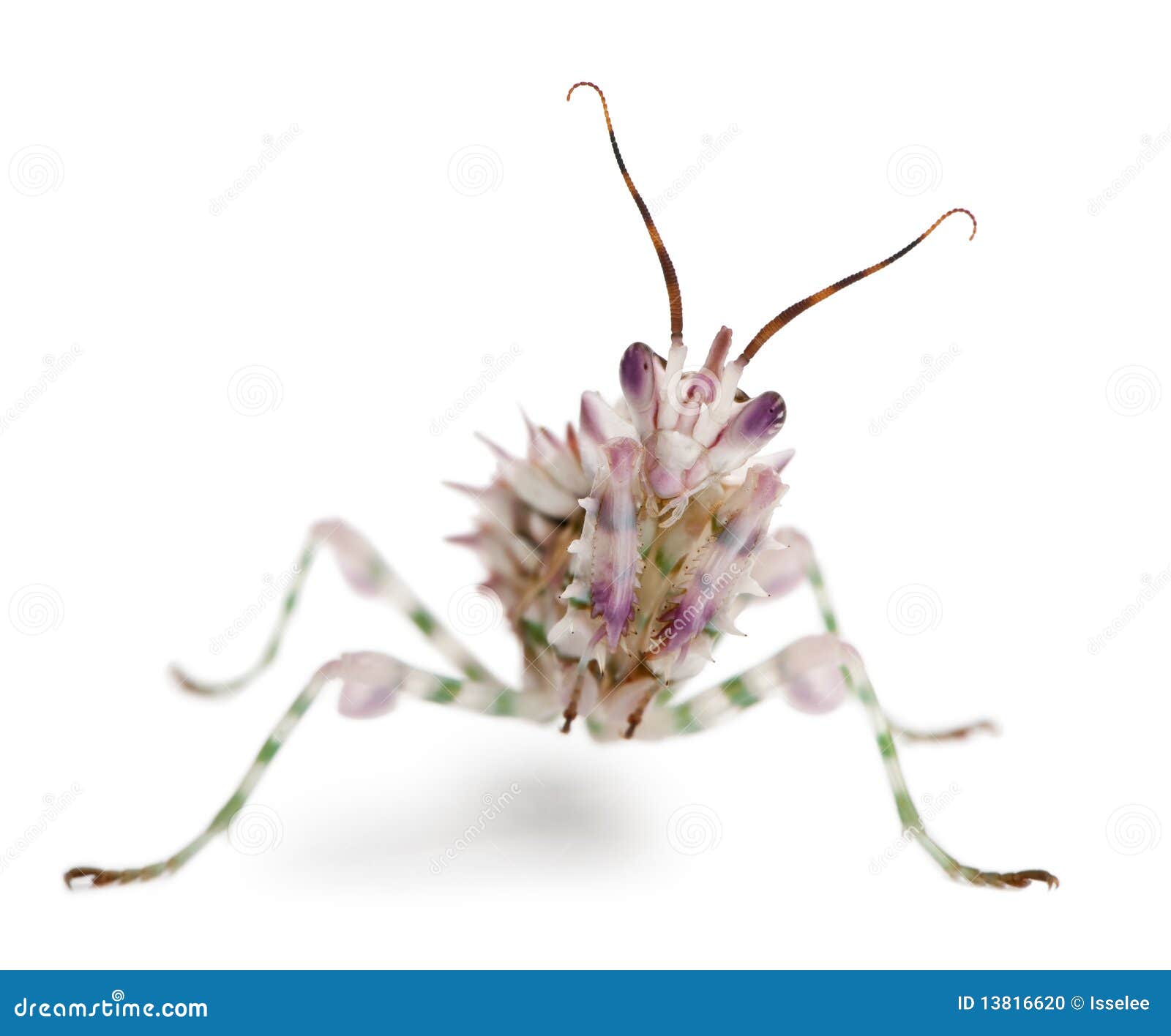 Mantis Spiny Da Flor, Mantis Da Flor Foto de Stock - Imagem de ...
