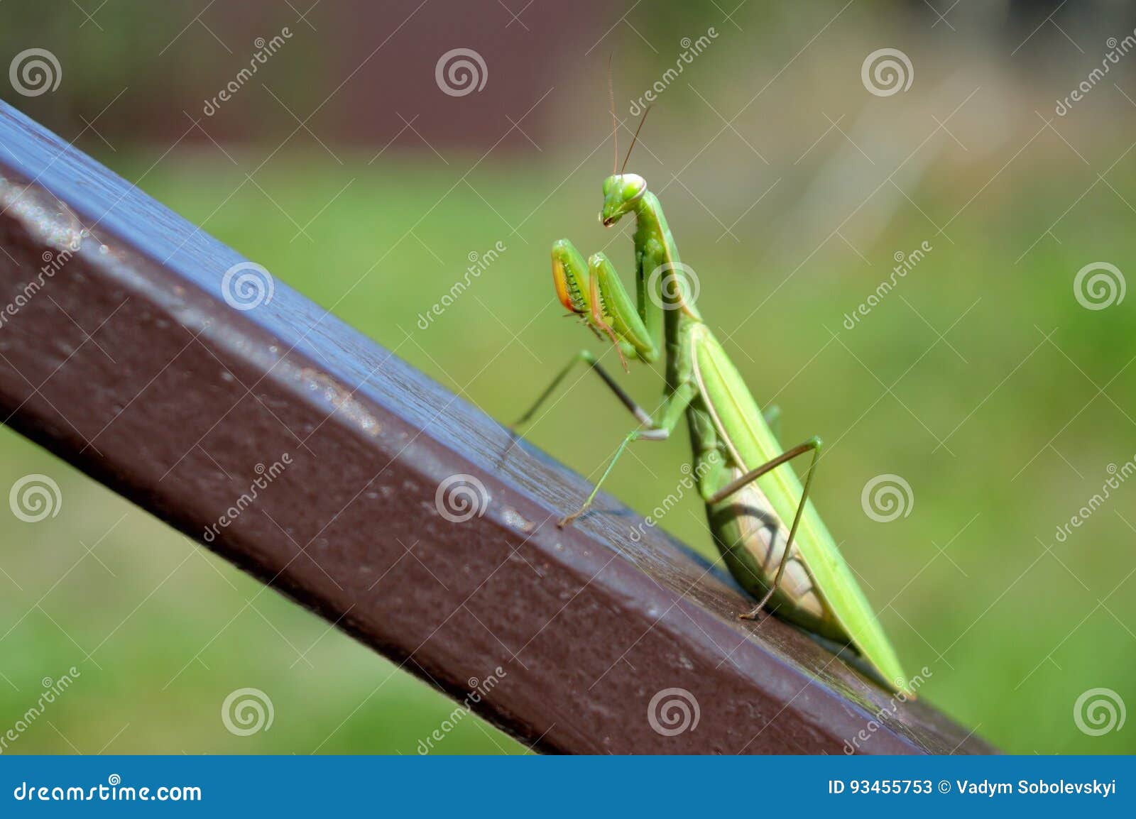 Mantis on the rail stock image. Image of handrail, flyer - 93455753