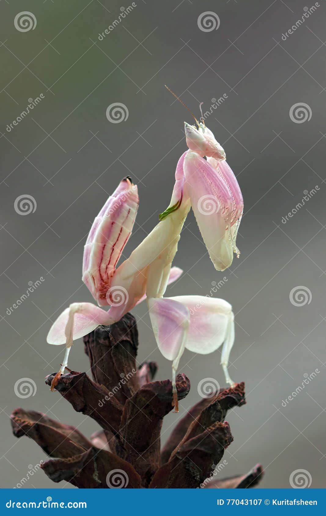 Mantis Style on Top of Dry Twigs Stock Image - Image of macro, pose ...