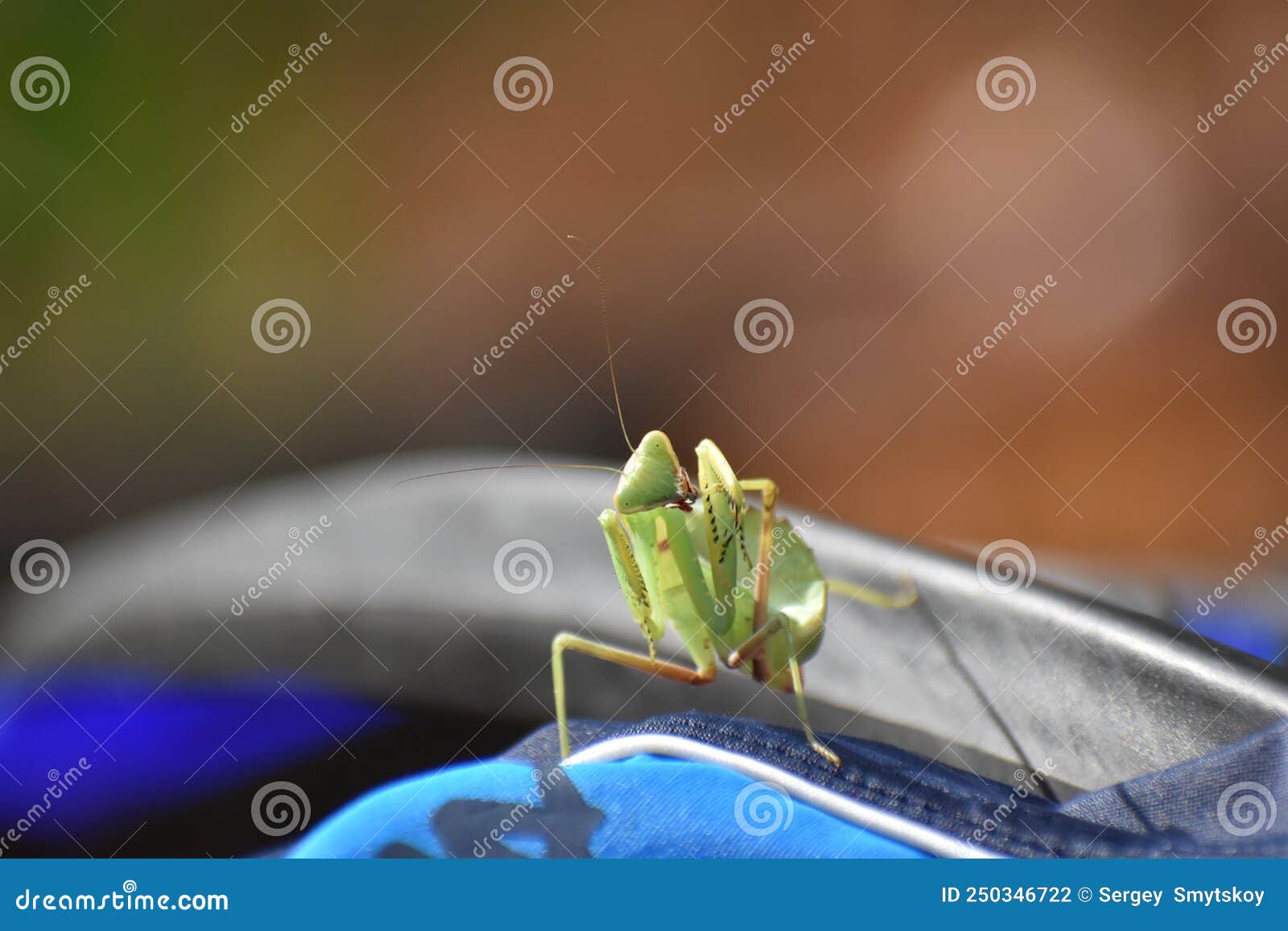 Mantis Posing for a Photo Shoot Stock Photo - Image of invertebrate ...