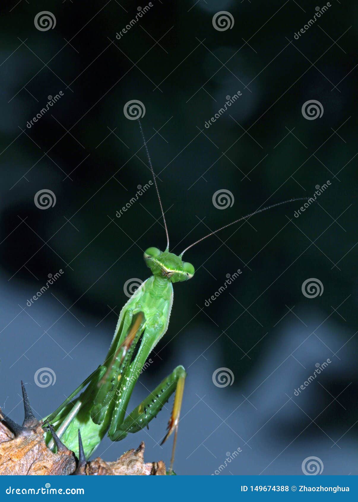 Mantis that Sword is always Hang Down Stock Photo - Image of staring ...