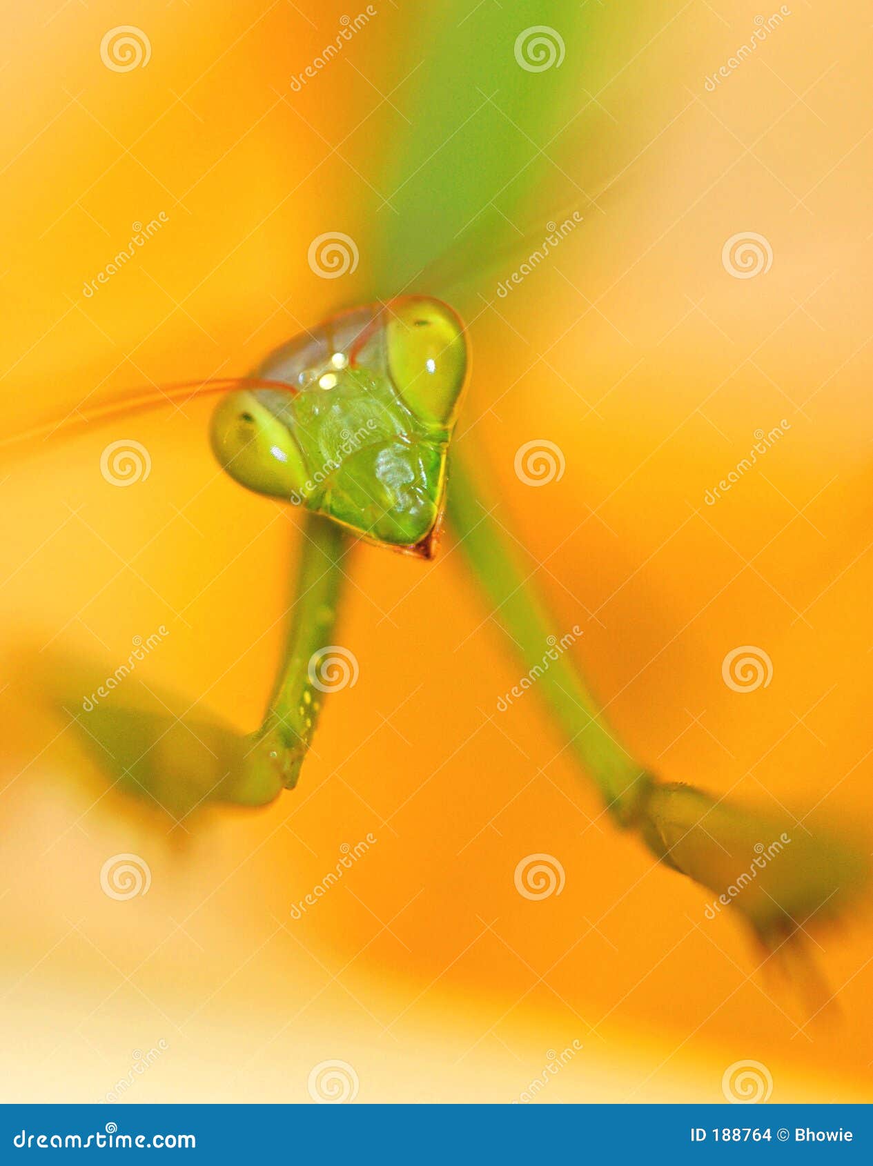 Bowing Insect Stock Photos - Free & Royalty-Free Stock Photos from ...