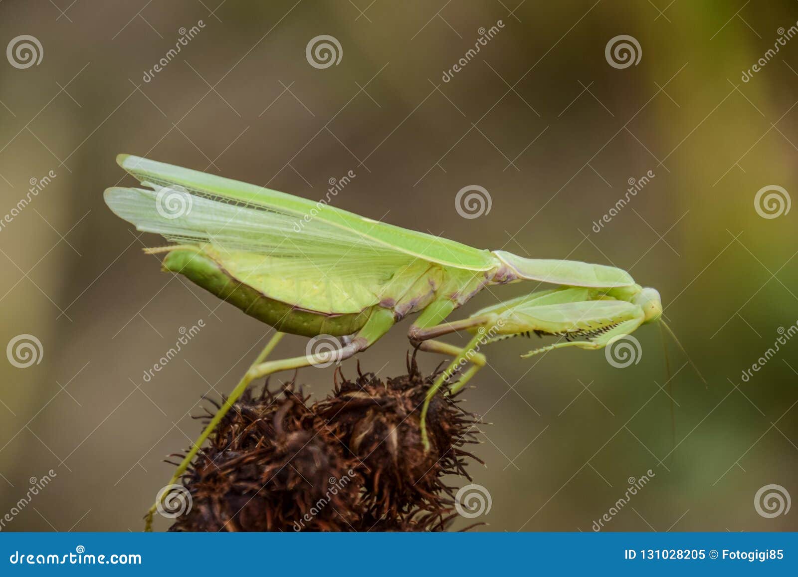 Mantis on the Tong. Mating Mantises. Mantis Insect Predator. Stock ...