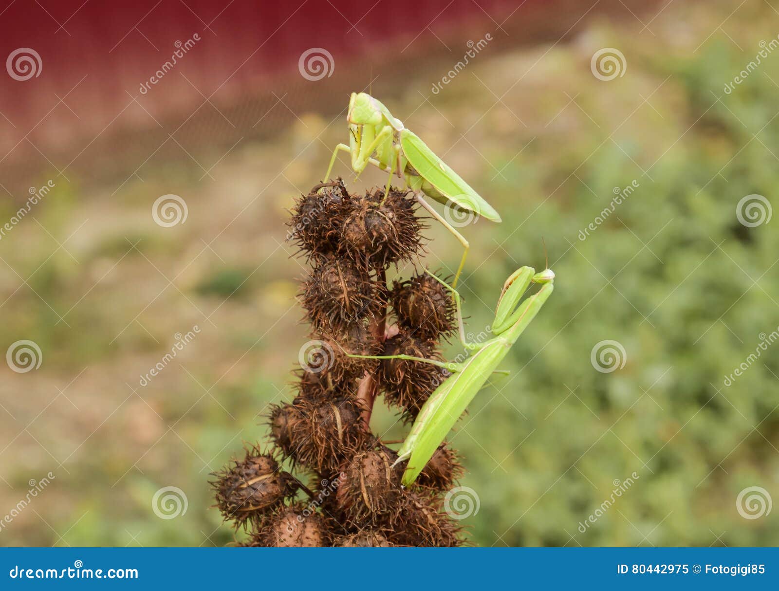 Mantis on the Tong. Mating Mantises. Mantis Insect Predator. Stock ...