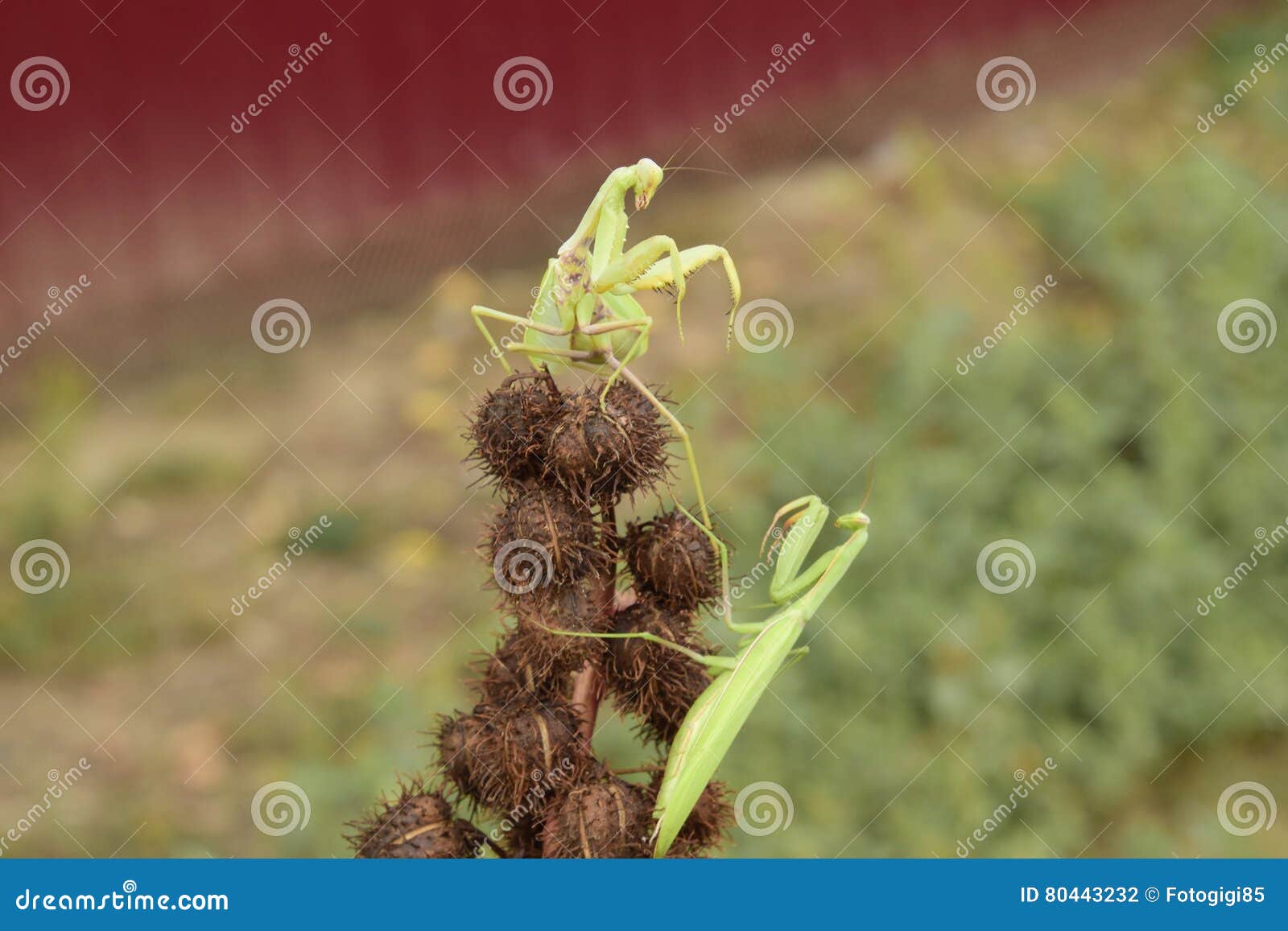 Mantis on the Tong. Mating Mantises. Mantis Insect Predator. Stock ...