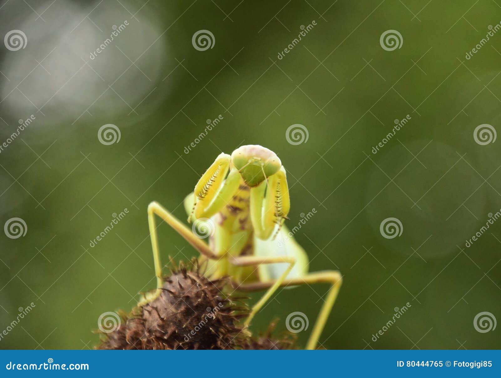 Mantis on the Tong. Mating Mantises. Mantis Insect Predator. Stock ...