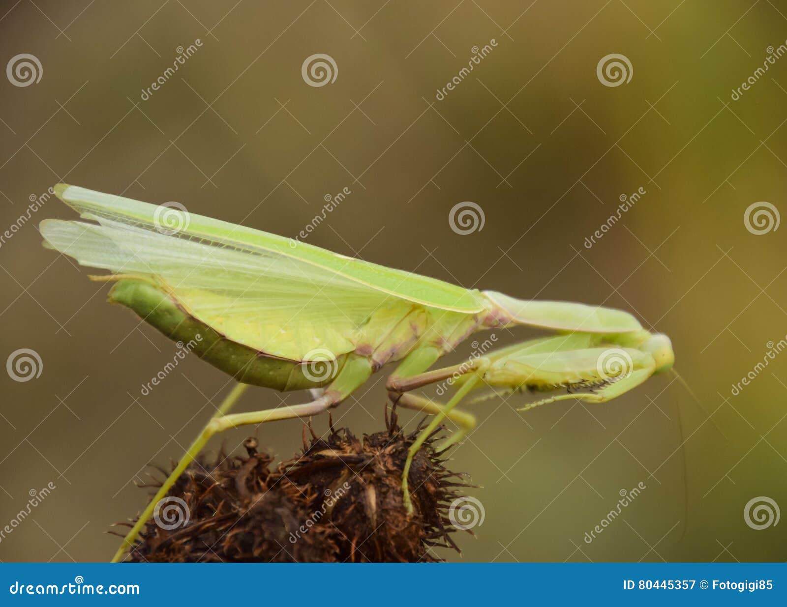Mantis on the Tong. Mating Mantises. Mantis Insect Predator. Stock ...