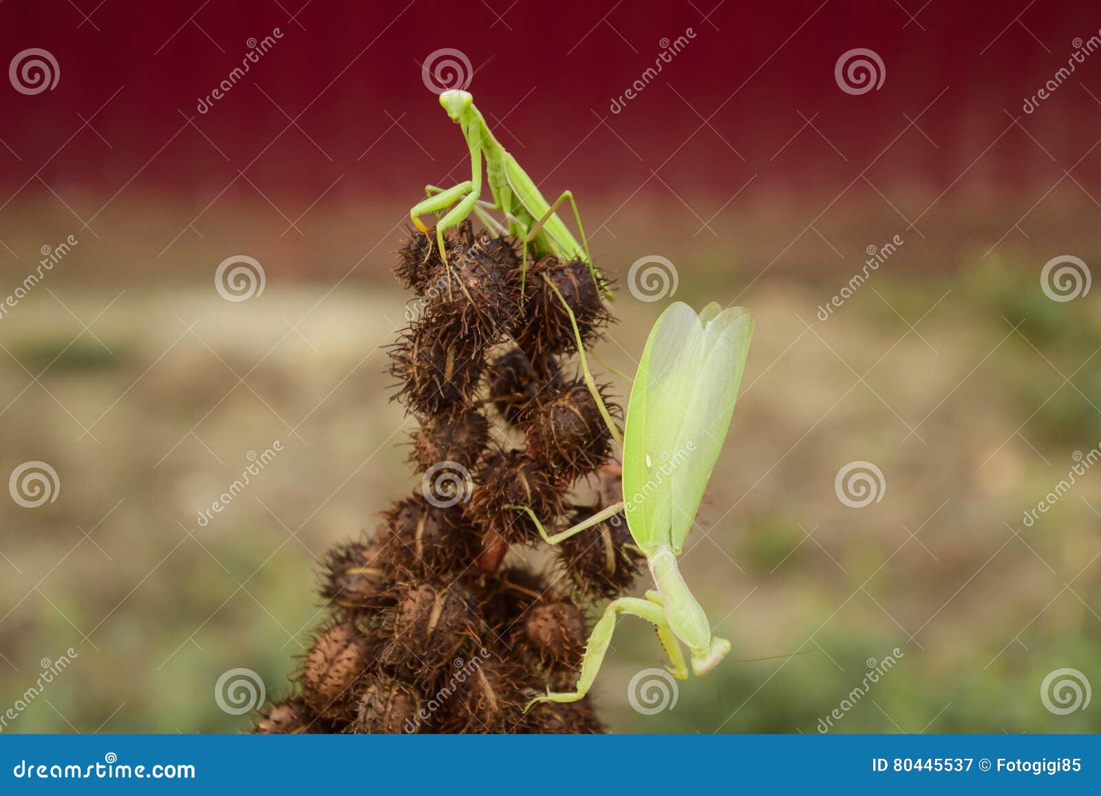 Mantis on the Tong. Mating Mantises. Mantis Insect Predator. Stock ...