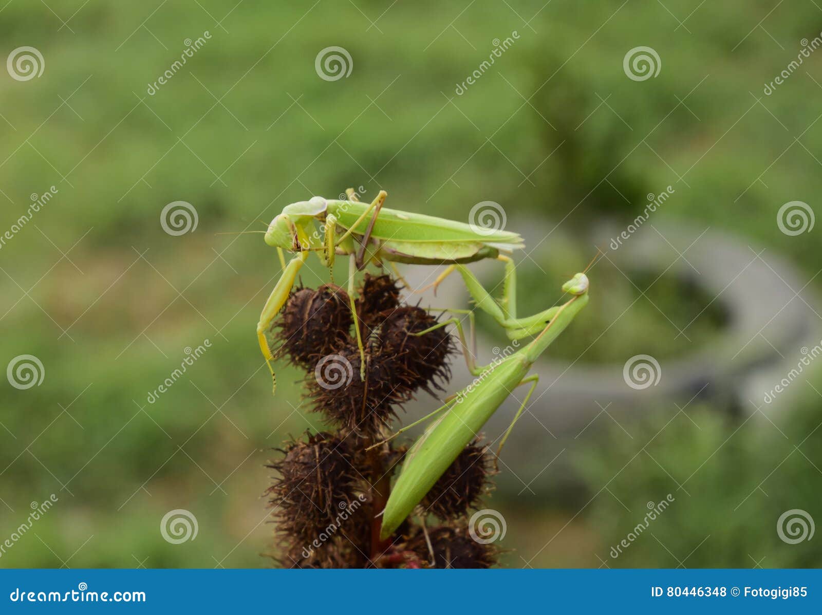 Mantis on the Tong. Mating Mantises. Mantis Insect Predator. Stock ...