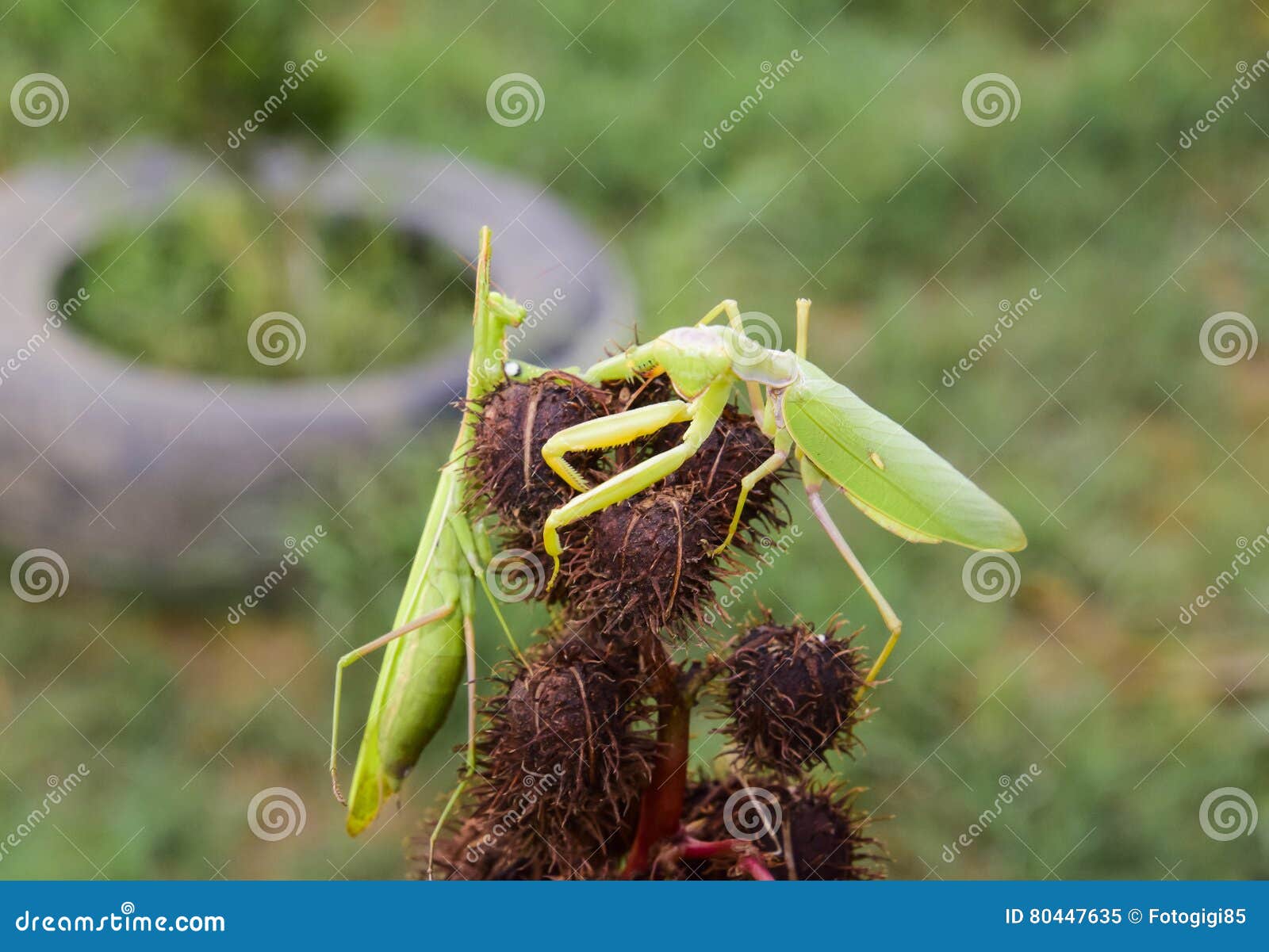Mantis on the Tong. Mating Mantises. Mantis Insect Predator. Stock ...
