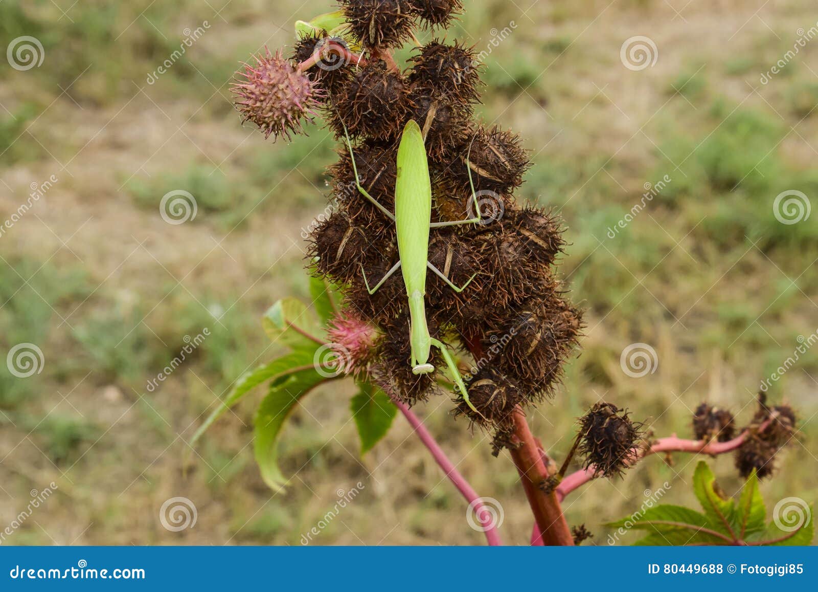 Mantis on the Tong. Mating Mantises. Mantis Insect Predator. Stock ...