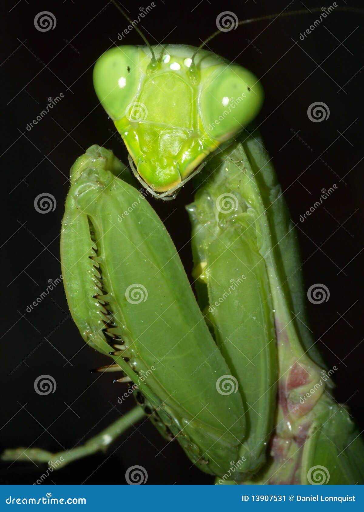 Mantis top stock image. Image of simple, antenna, wildlife - 13907531