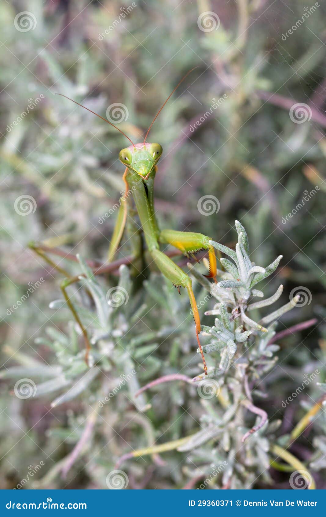 Mantis top stock image. Image of carnivore, europe, fauna - 29360371