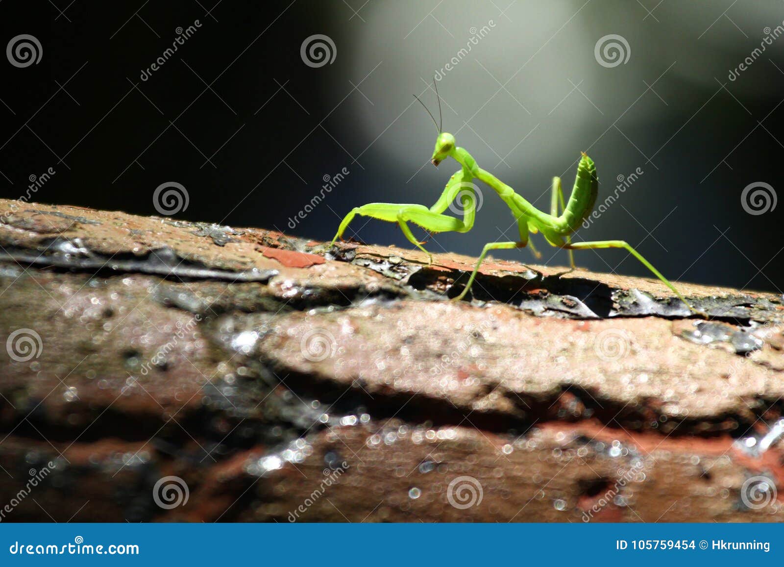 Mantis on Tree, Ready for Hunting Stock Photo - Image of knife, tree ...