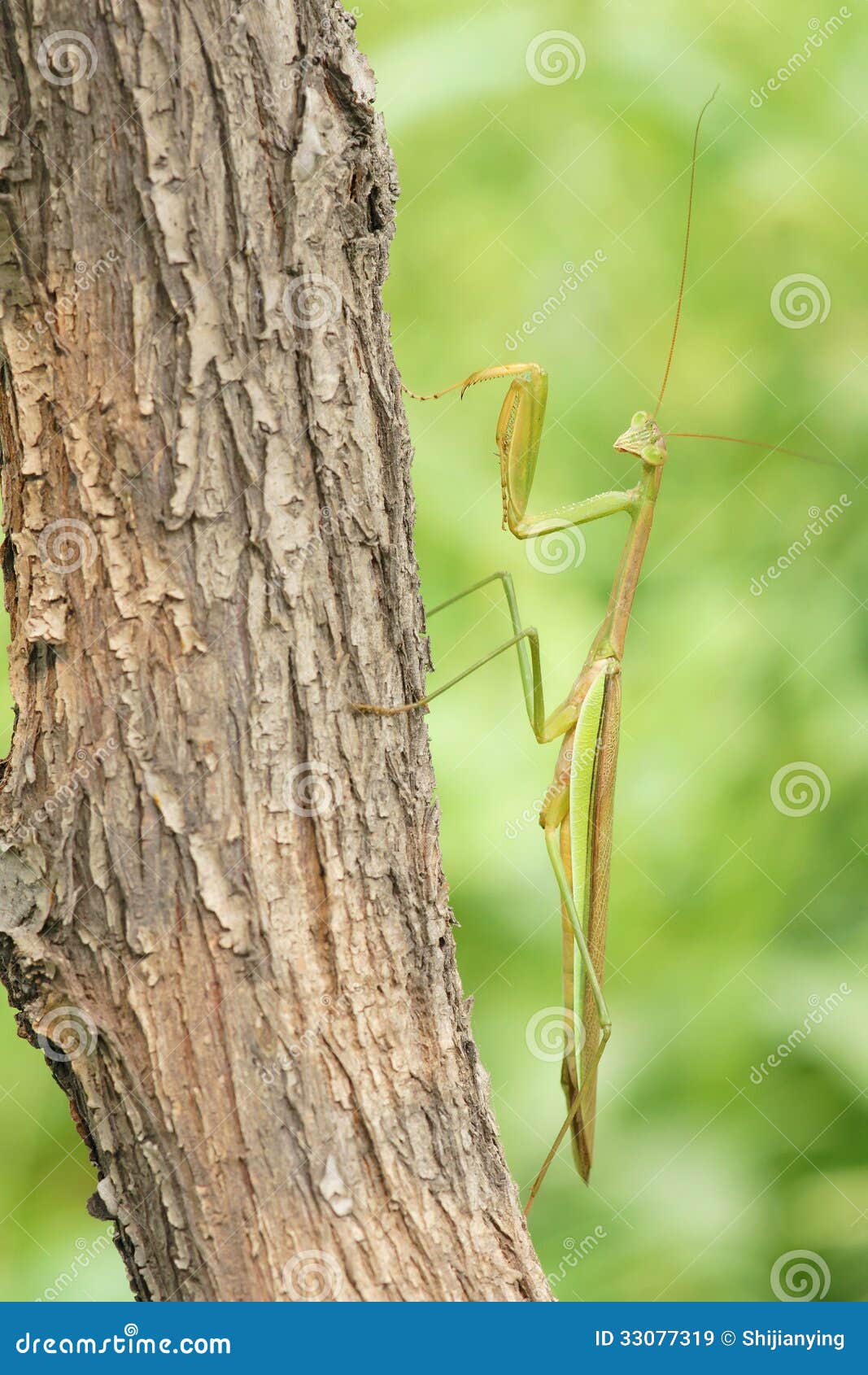 Mantis stock image. Image of devil, macro, animal, wild - 33077319