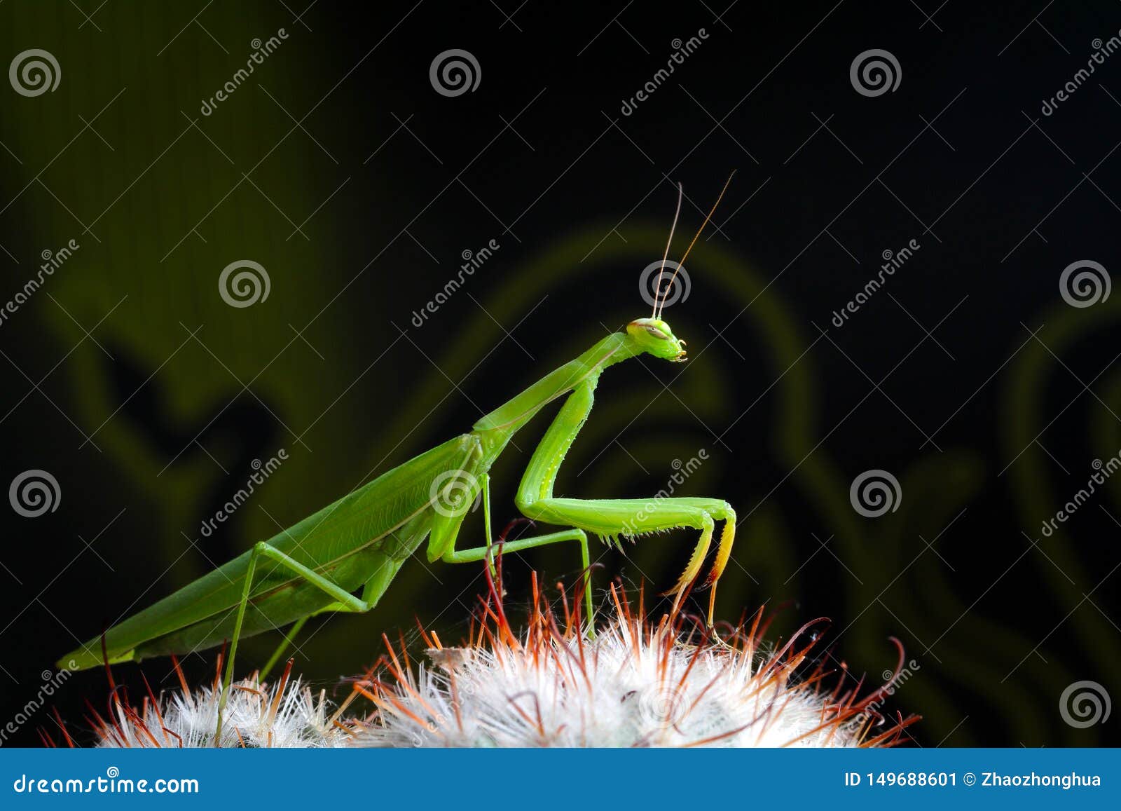 Mantis posture stock image. Image of insects, mantis - 149688601