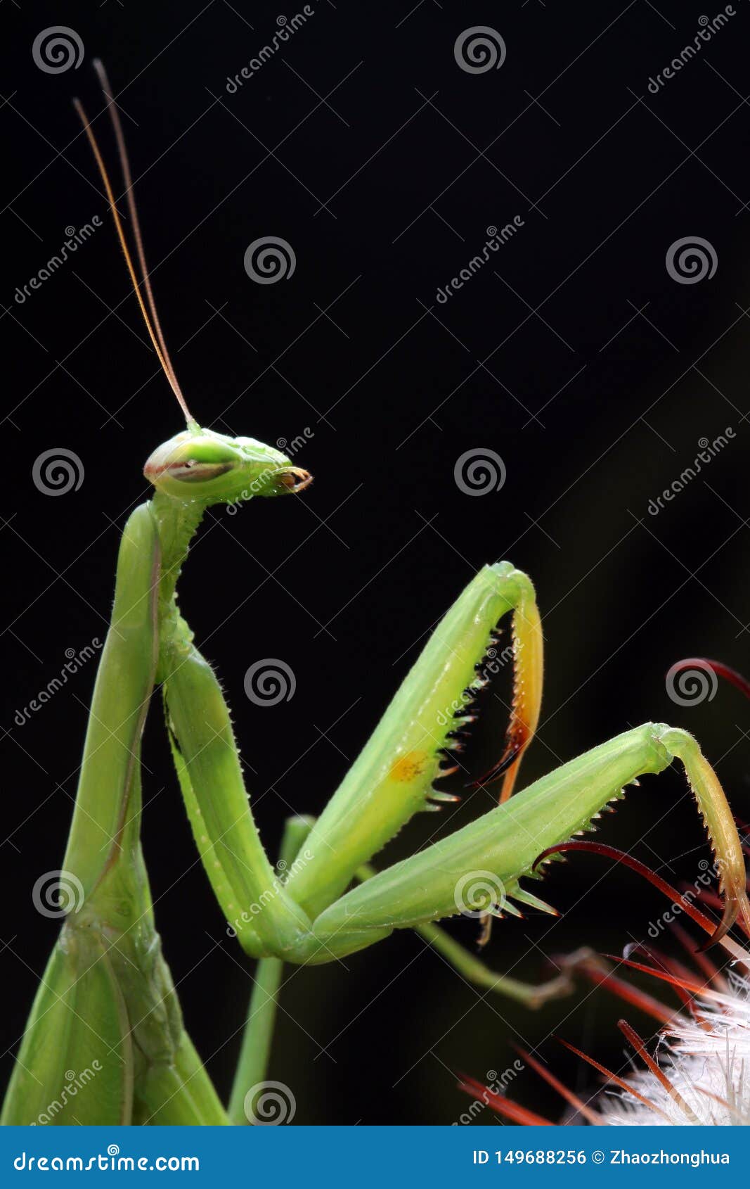 Mantis upper body features stock photo. Image of body - 149688256