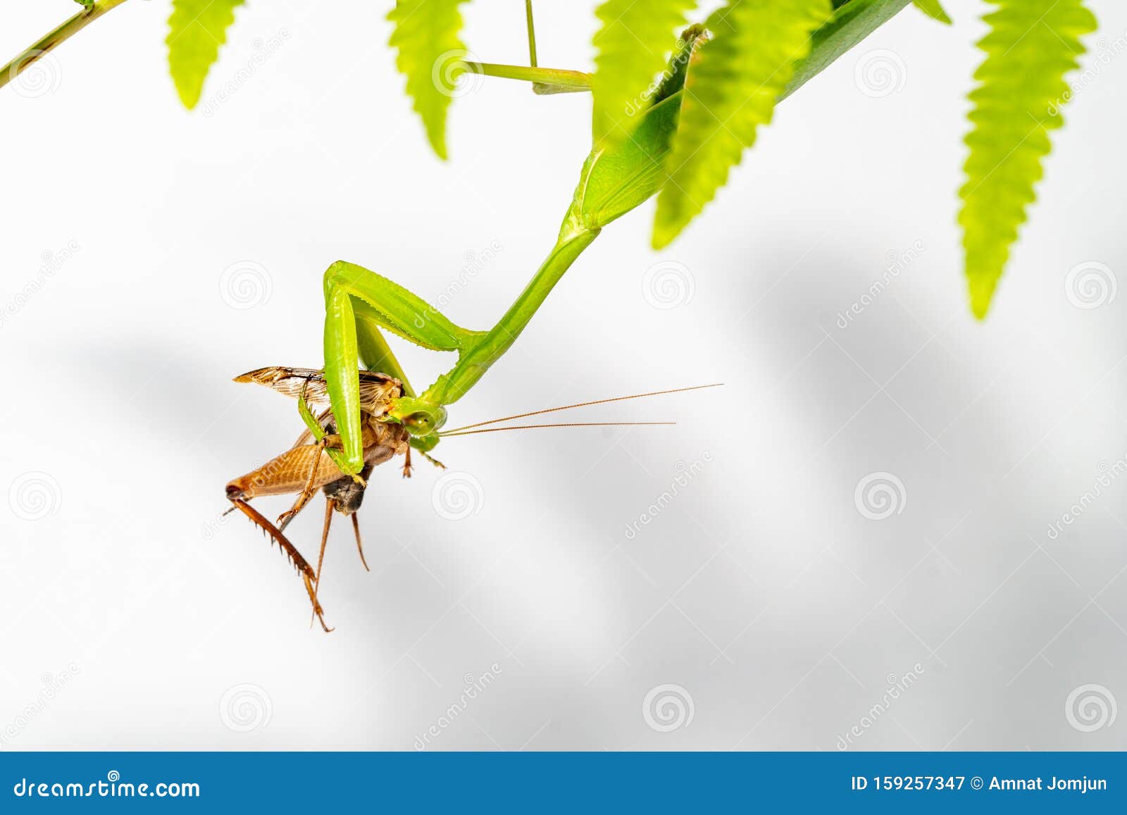 The Mantis Under the Leaf on the White Background Stock Image - Image ...