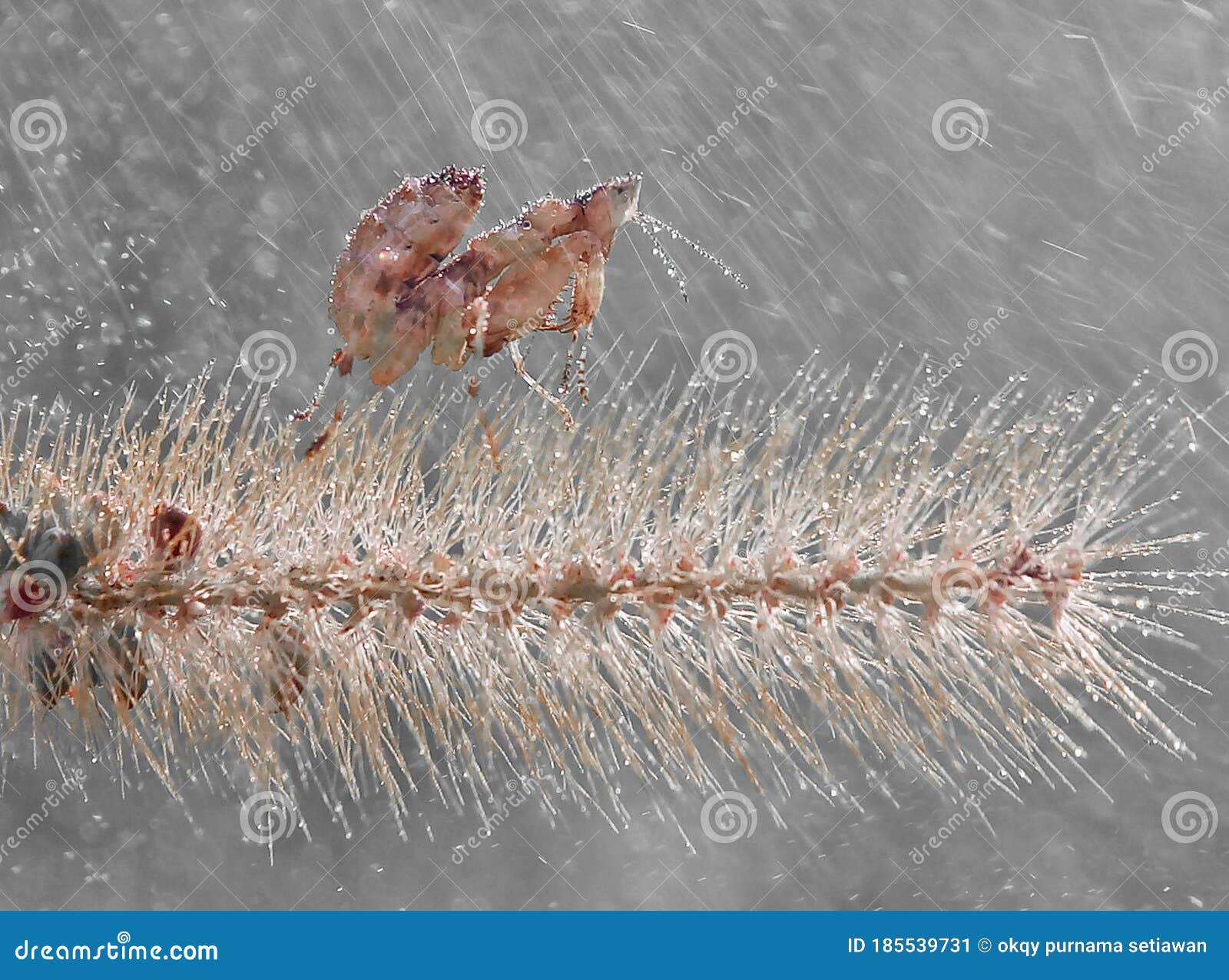 Mantis under the rain stock image. Image of frost, invertebrate - 185539731