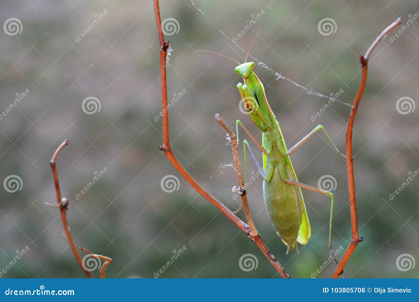 Mantis verde fotografia stock. Immagine di animale, pianta - 103805708
