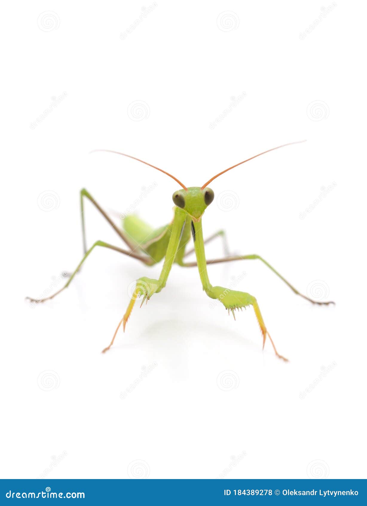 Mantis verde grande foto de archivo. Imagen de hembra - 184389278