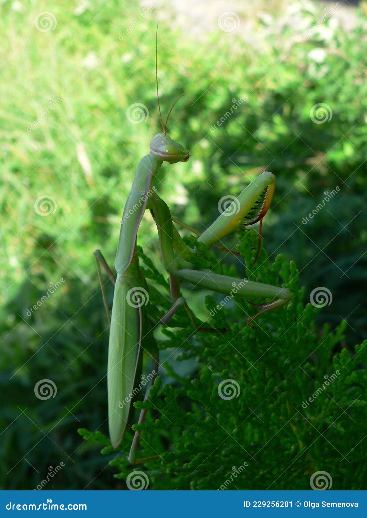 Mantis Verde Grande E Feio Na Grama Imagem de Stock - Imagem de grama ...