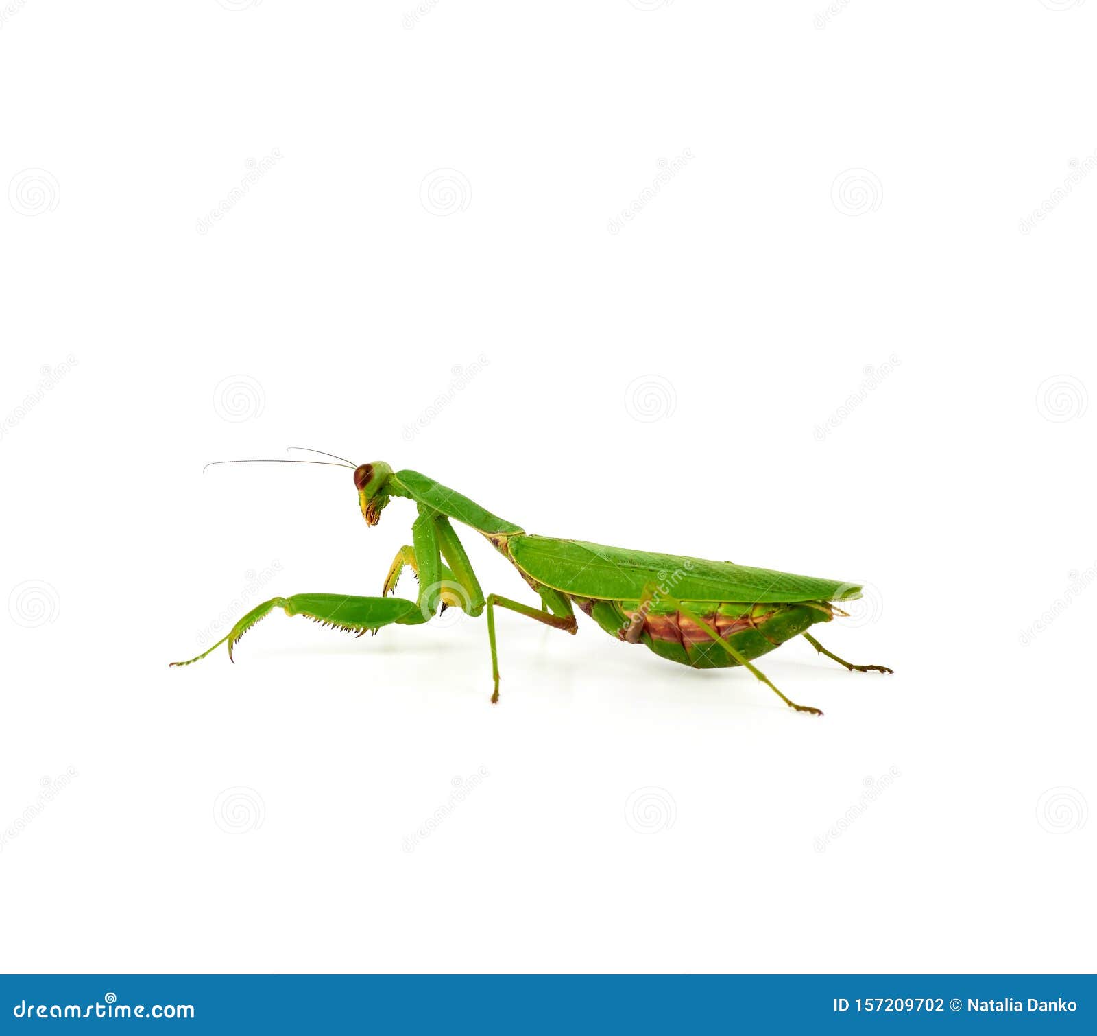 Mantis Verde Sobre Fondo Blanco Foto de archivo - Imagen de bicho ...