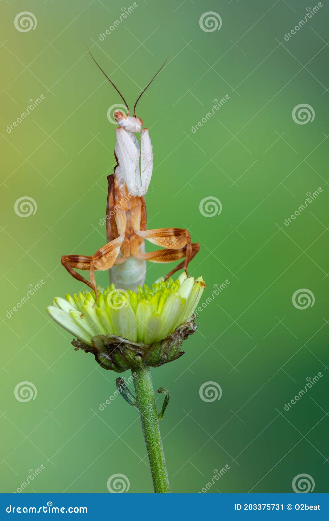 Mantis - Walking Flower Mantis Stock Image - Image of monster, bicornis ...