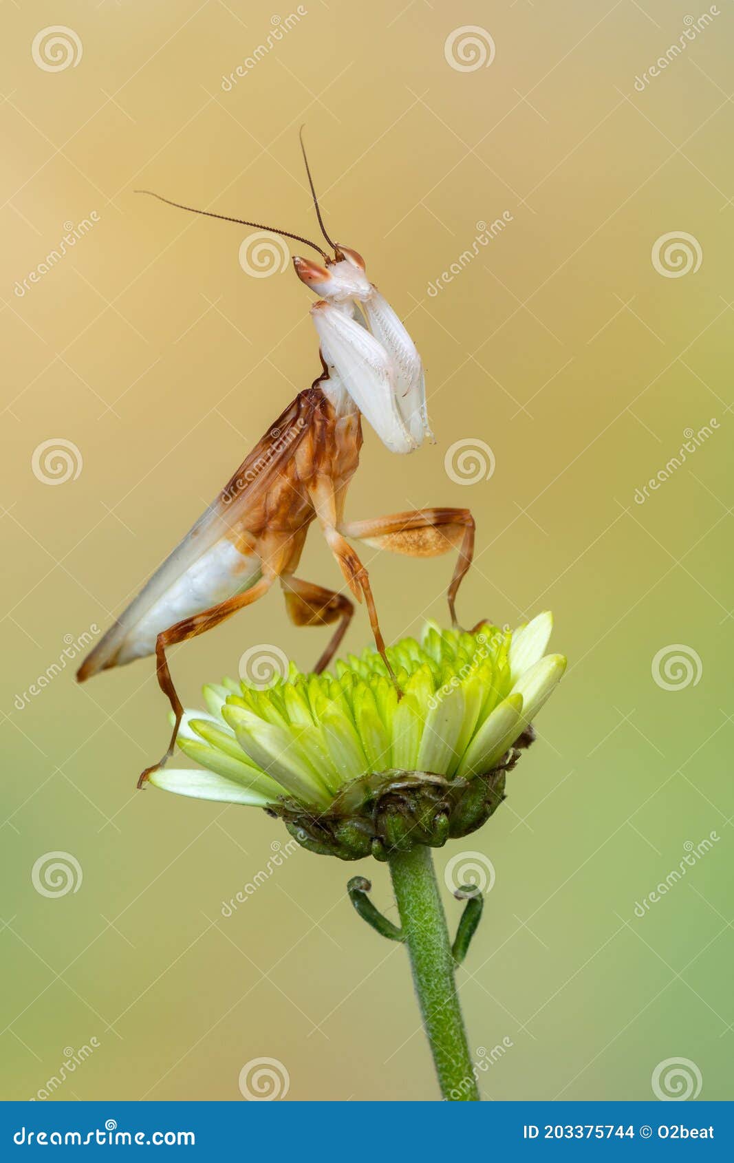 Mantis - Walking Flower Mantis Stock Photo - Image of flower, natural ...