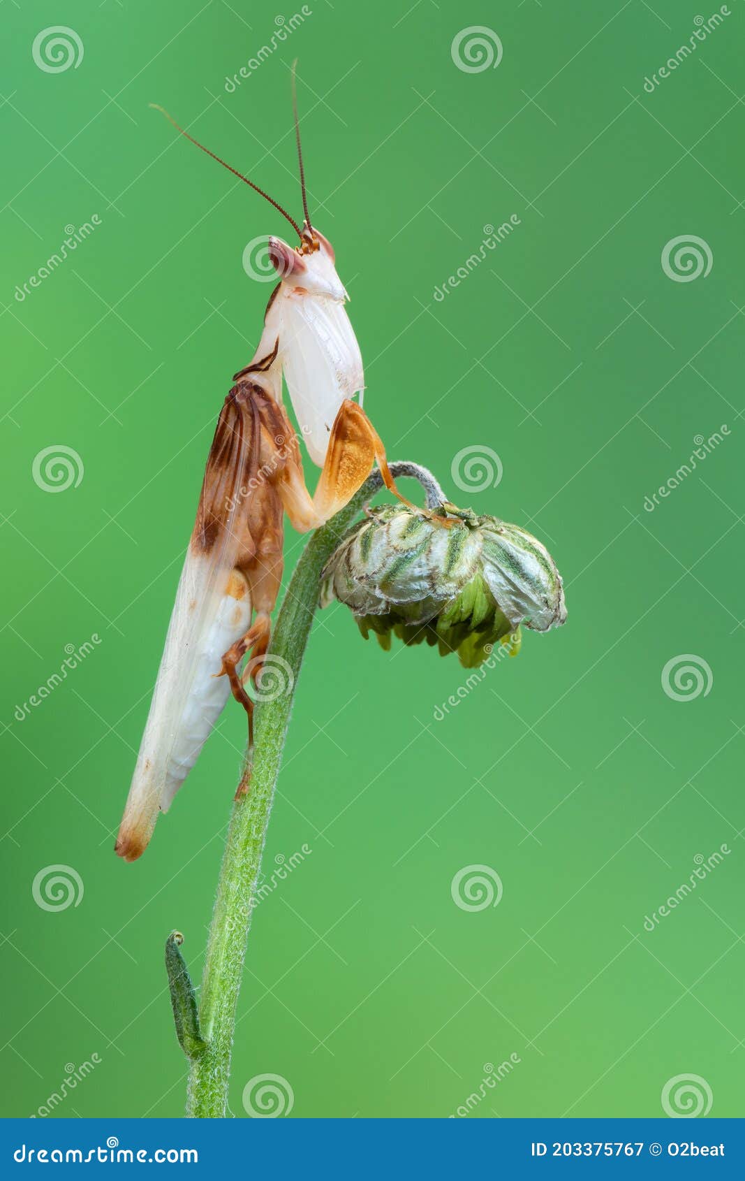 Mantis - Walking Flower Mantis Stock Image - Image of entomology ...