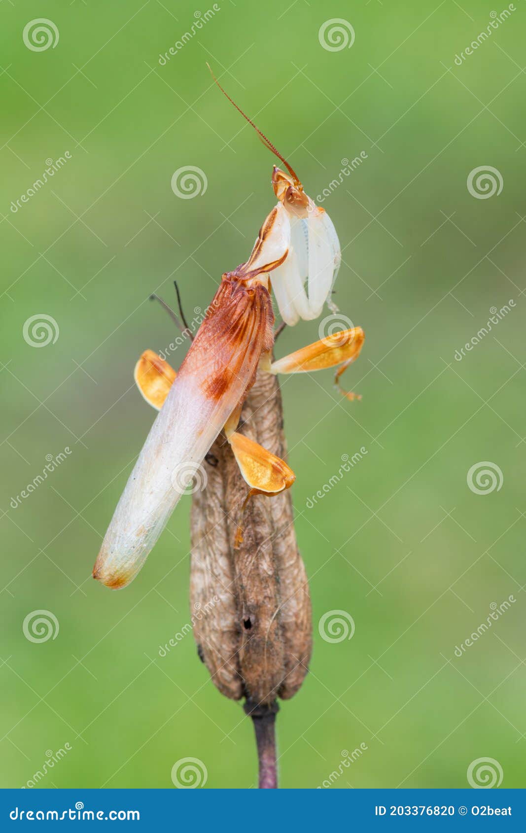 Walking Flower Mantis - Hymenopus Coronatus Stock Photo - Image of wild ...