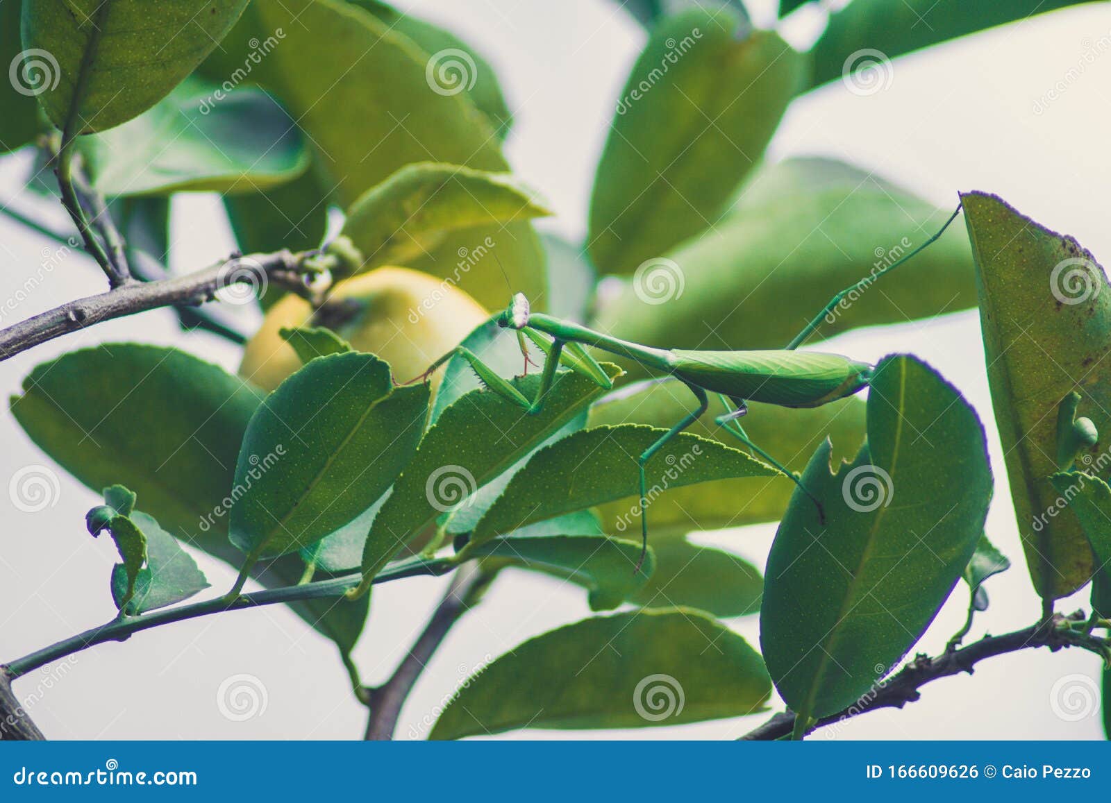 Mantis Walking on the Leaves Stock Photo - Image of biology, fauna ...