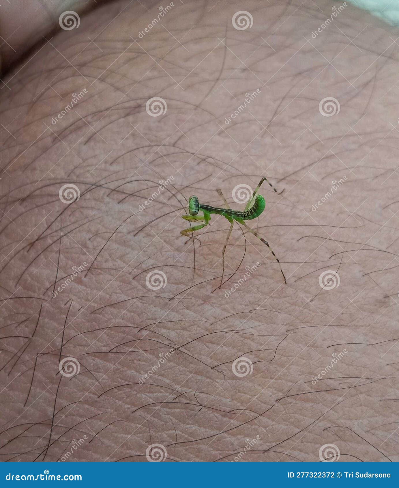 Mantis Walking on Skin People Male Stock Photo - Image of people ...