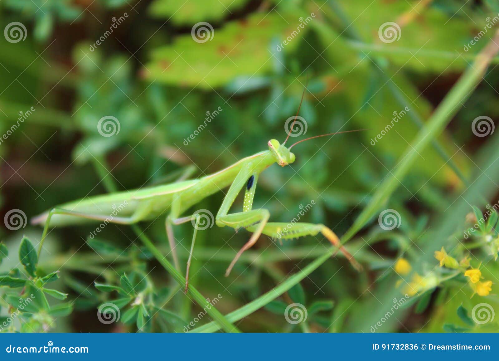 Mantis stock photo. Image of green, disguise, macro, grass - 91732836