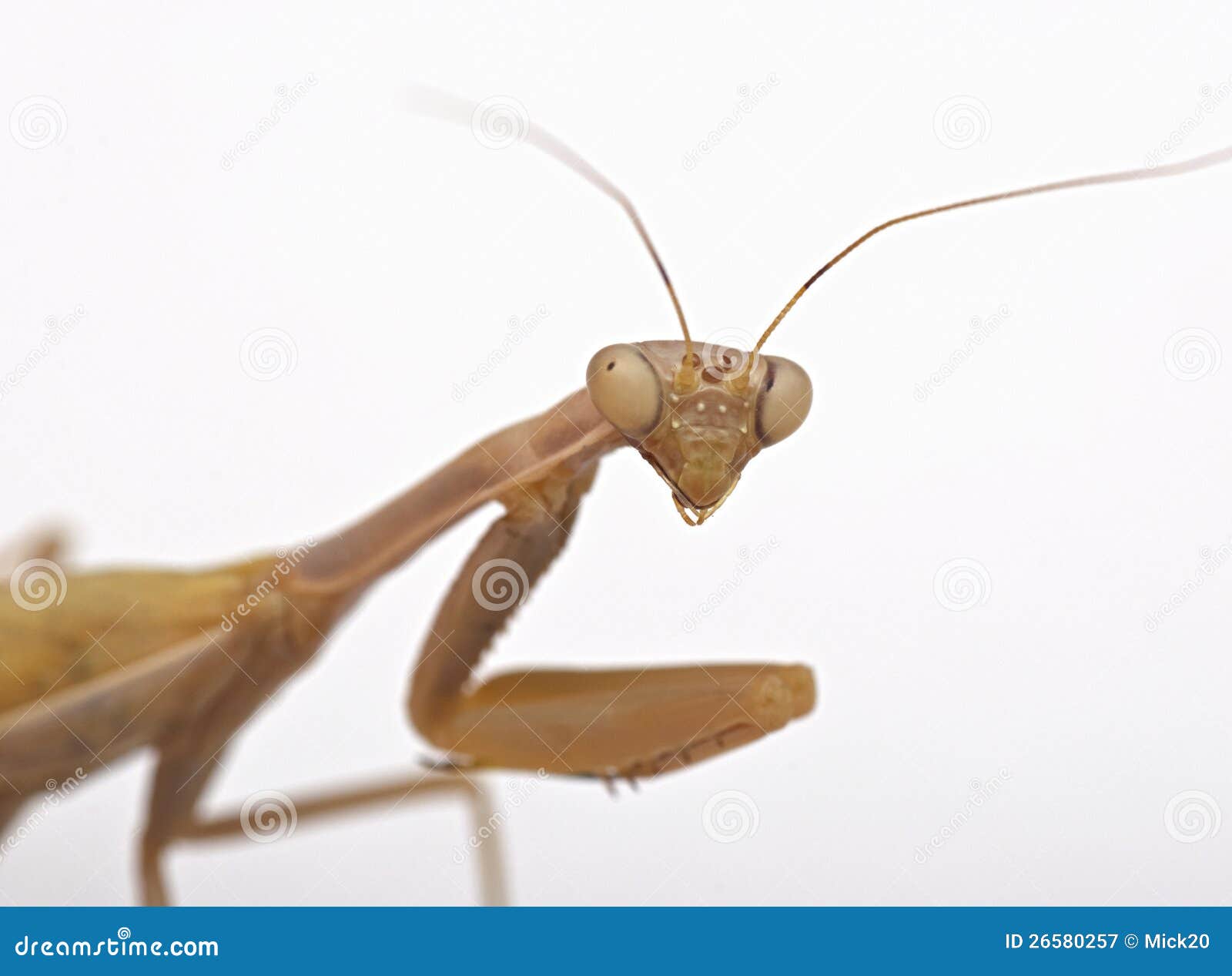 Mantis on white background stock image. Image of carnivore - 26580257