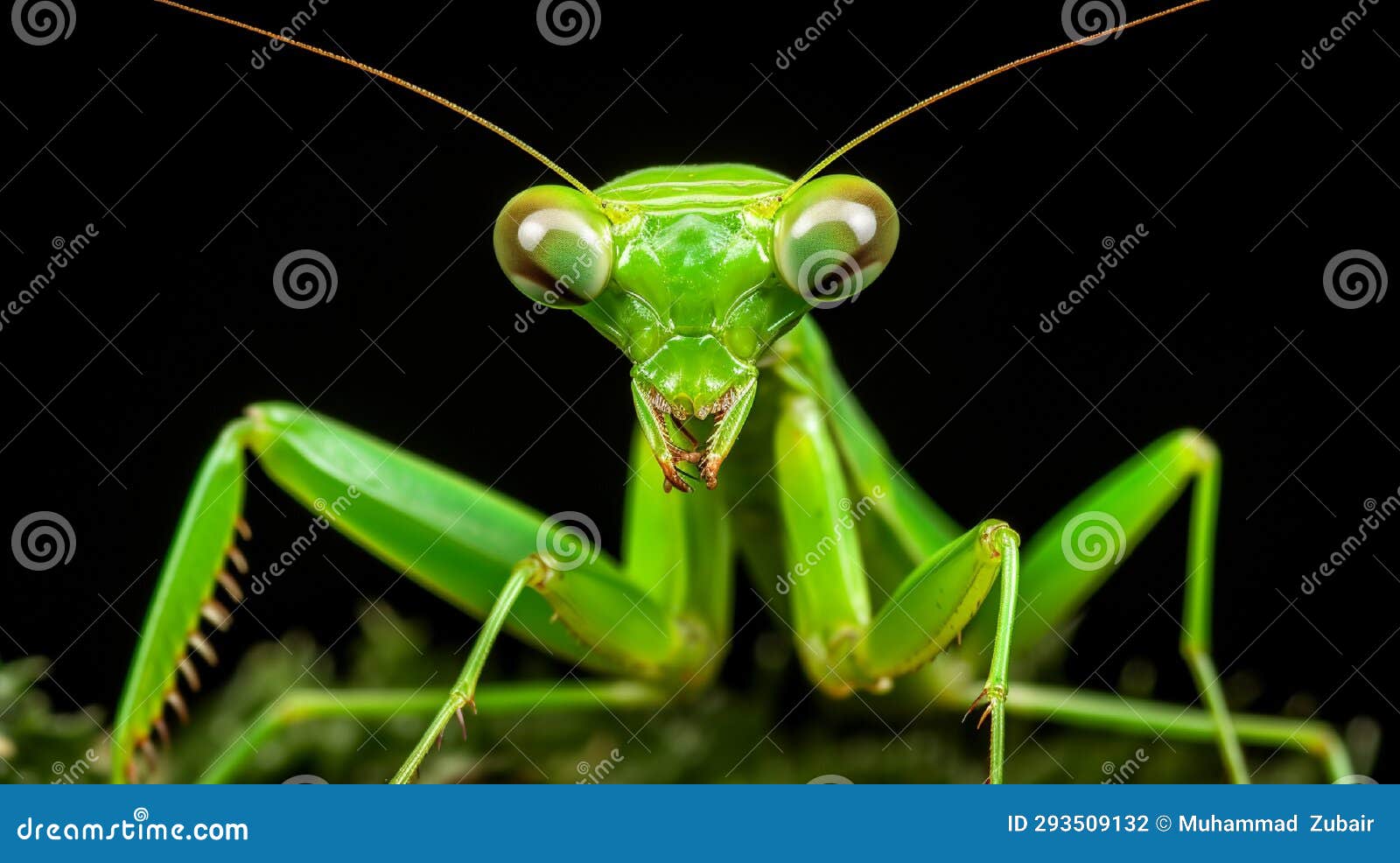 Mantis on Black Background. Generated by AI Tool. Stock Illustration ...