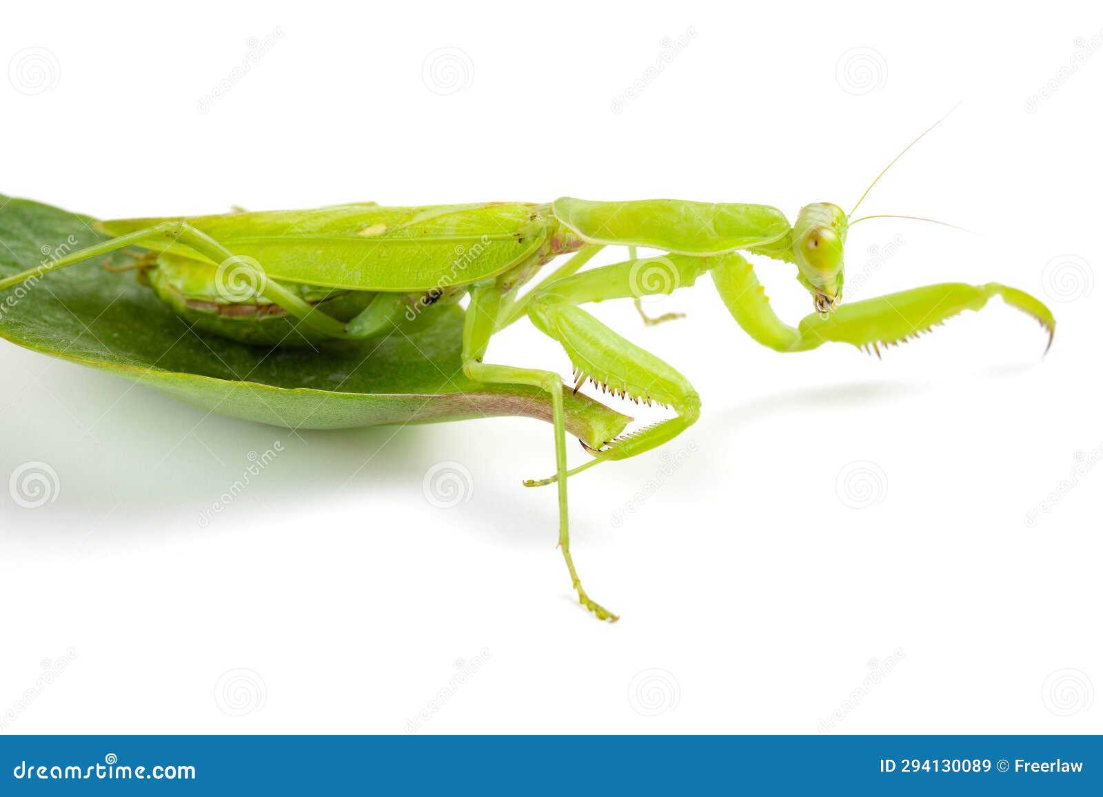 Mantis on White Background at Horizontal Composition Stock Image ...