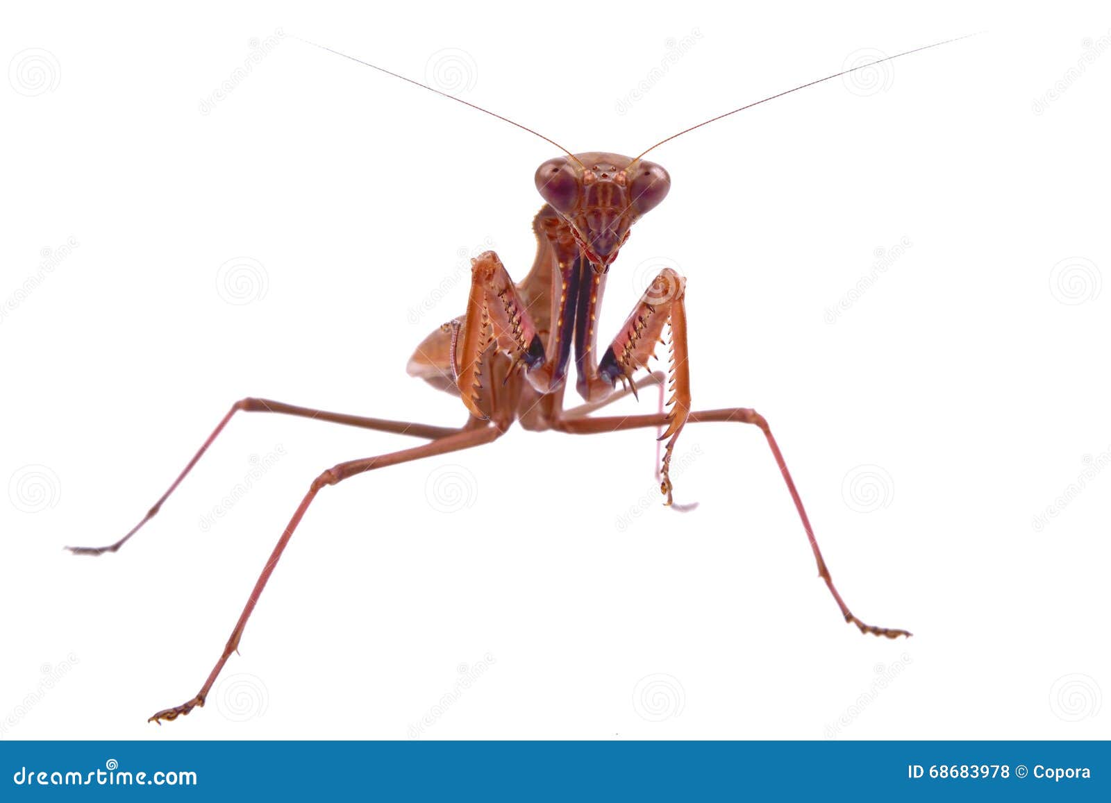Mantis on a White Background Stock Photo - Image of praying, predatory ...