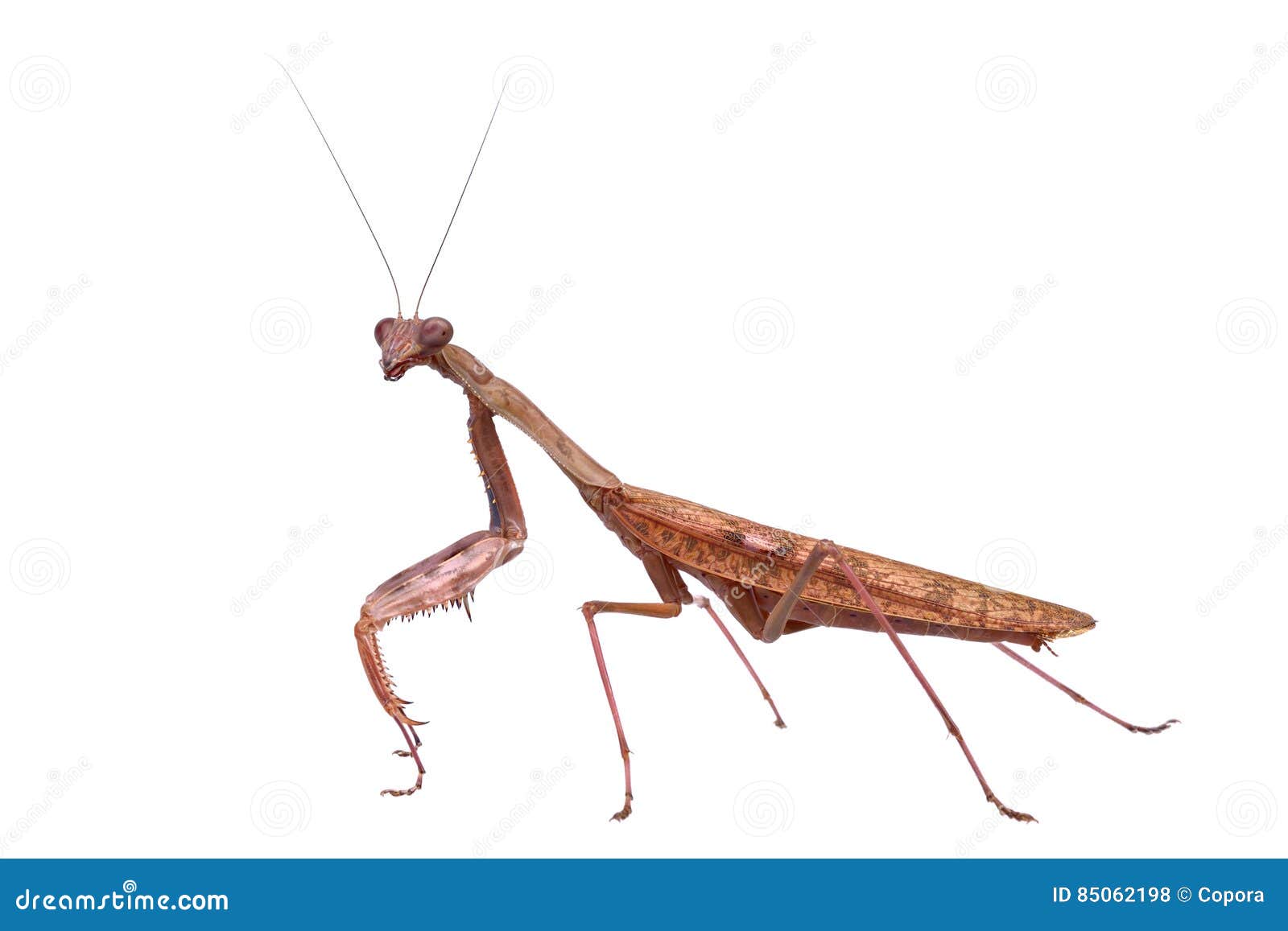 Mantis on a White Background Stock Photo - Image of head, wildlife ...