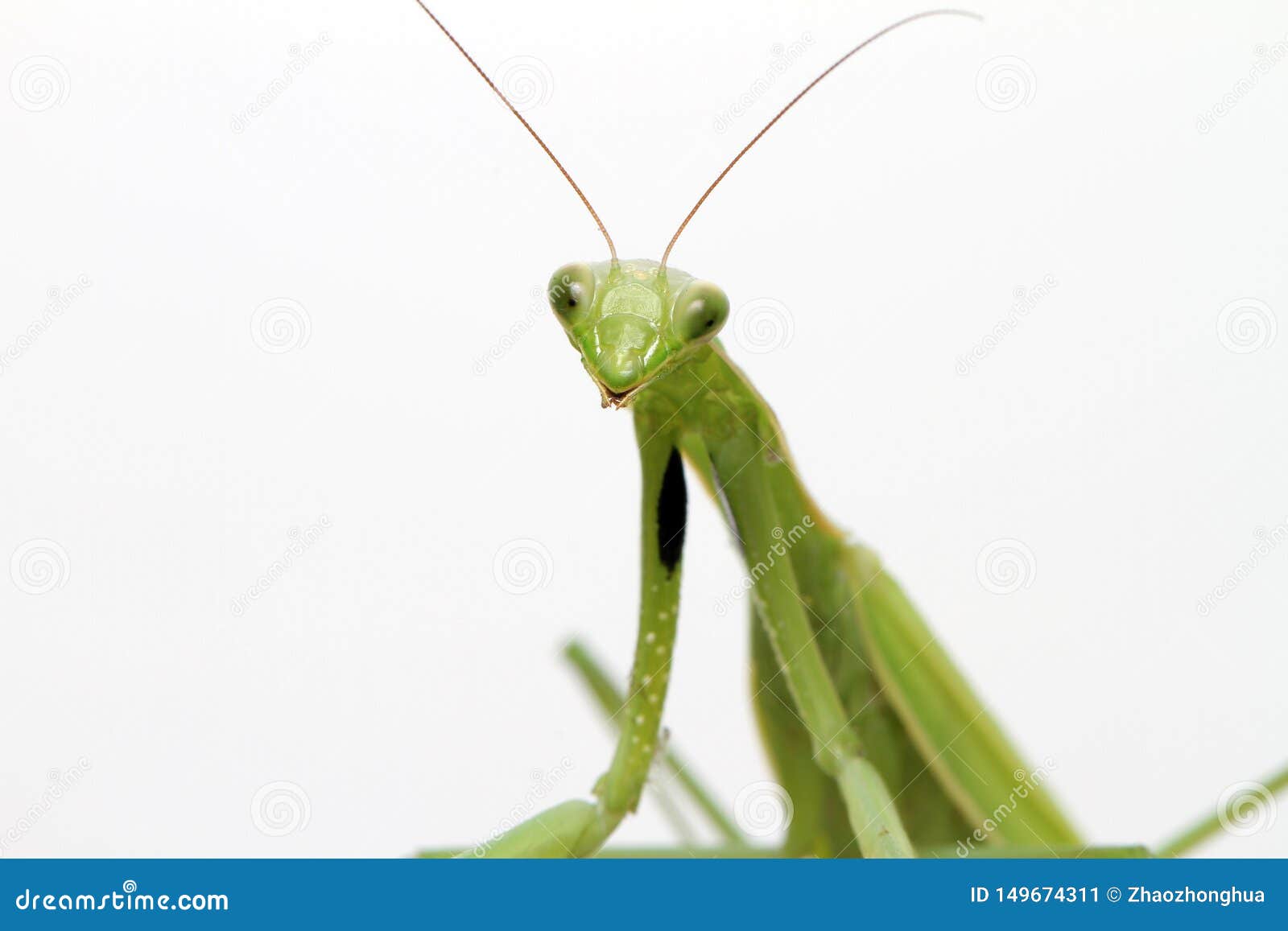 Mantis white background stock image. Image of features - 149674311