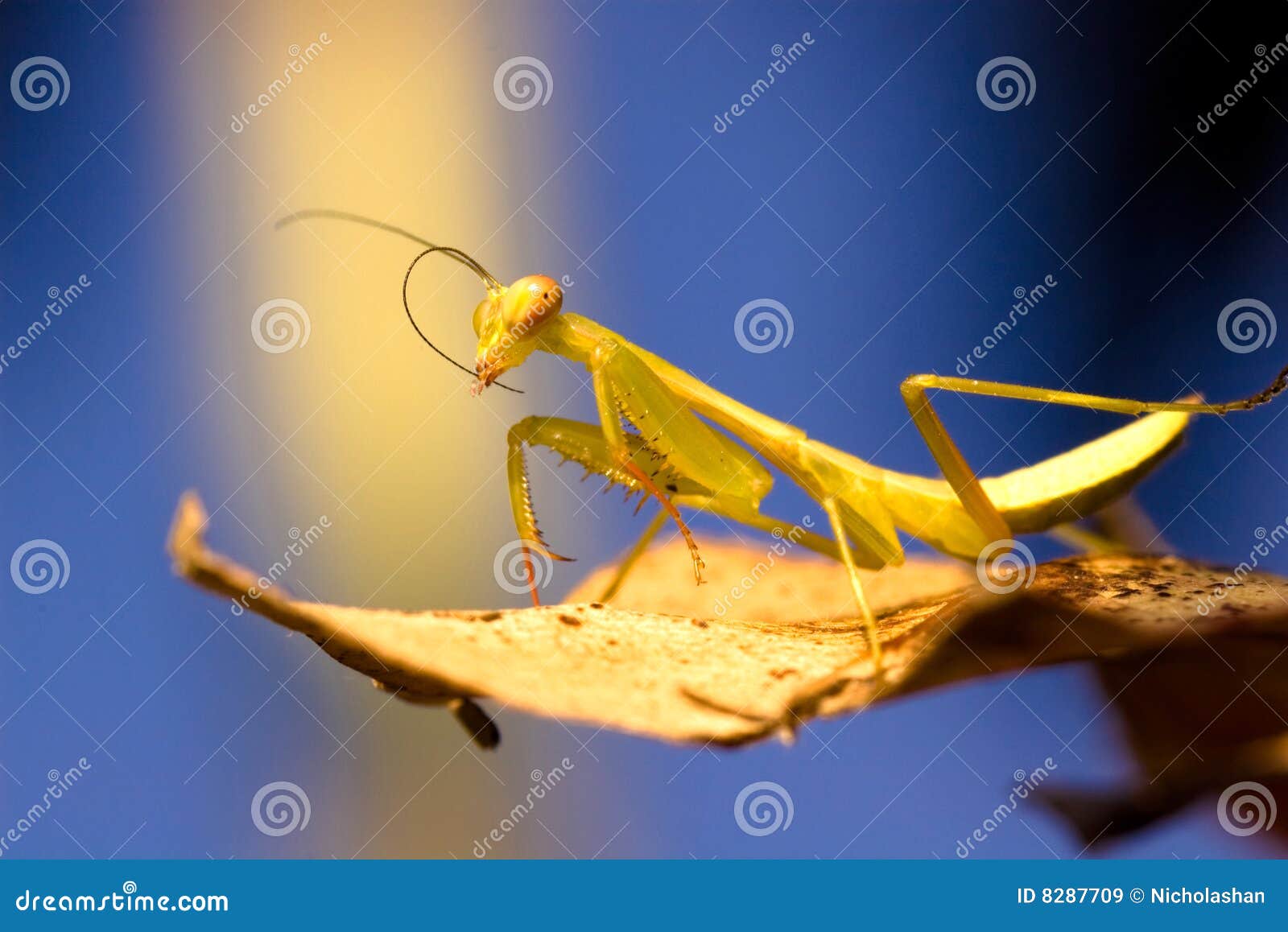 Mantis in winter stock image. Image of sunlight, winter - 8287709
