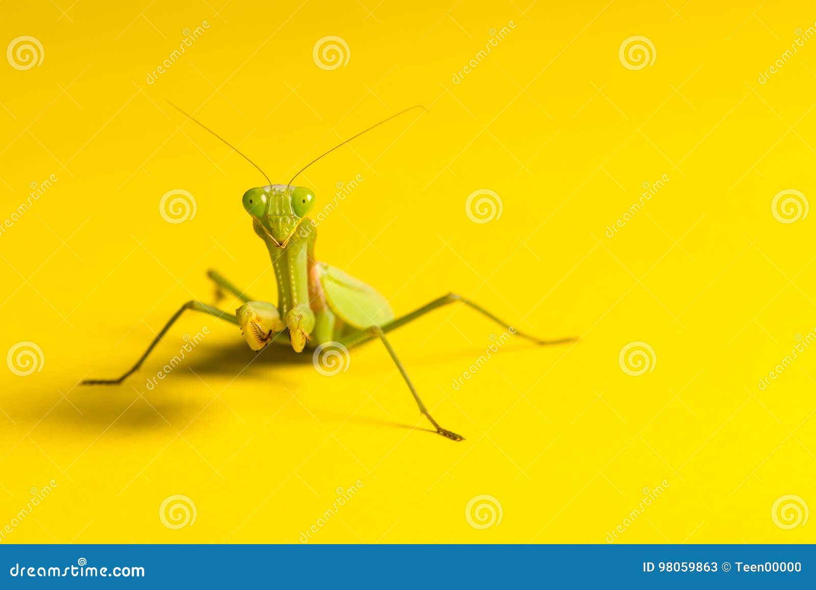 2,819 Yellow Mantis Photos - Free & Royalty-Free Stock Photos from ...