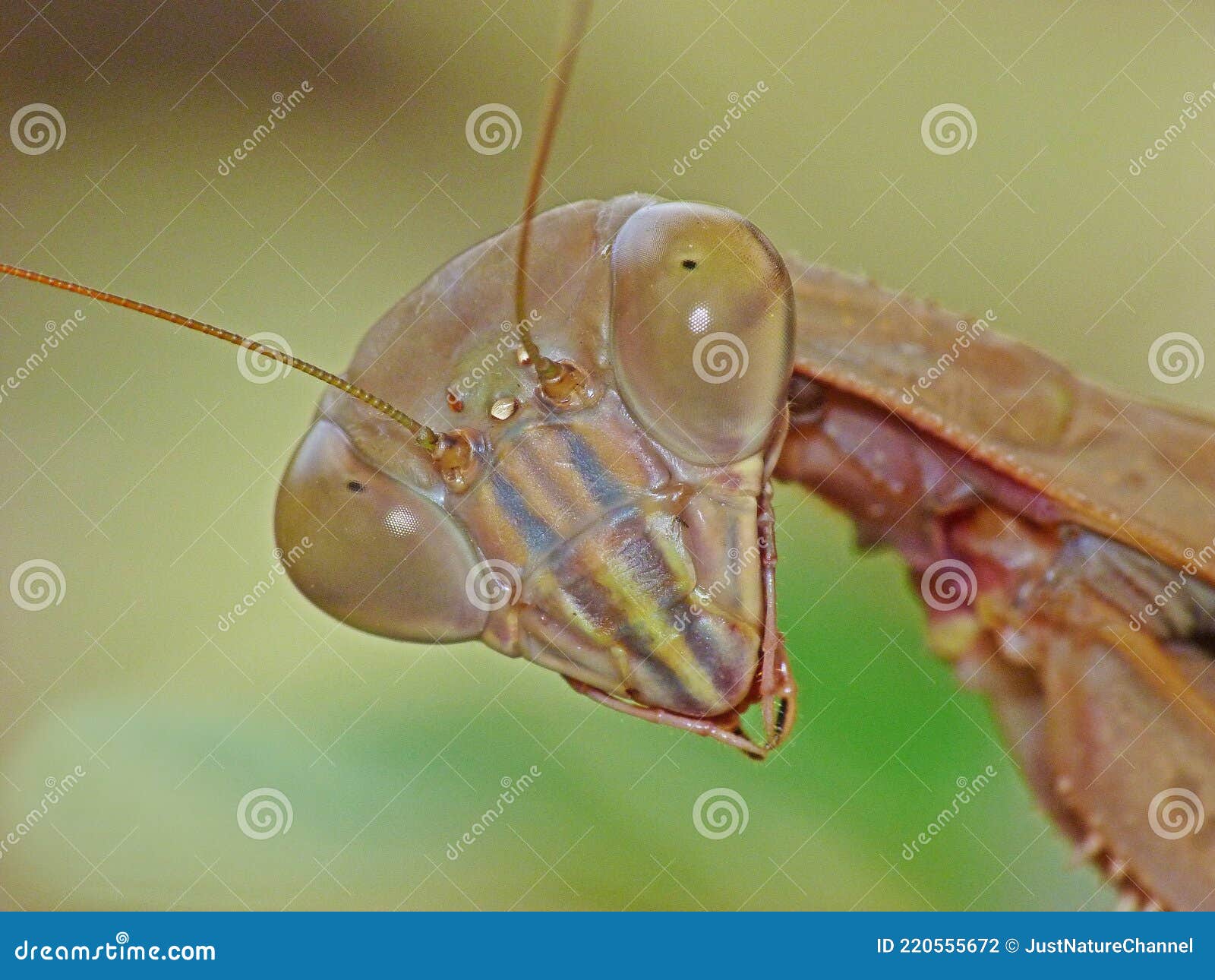 Mantis in Your Face stock photo. Image of nature, macro - 220555672
