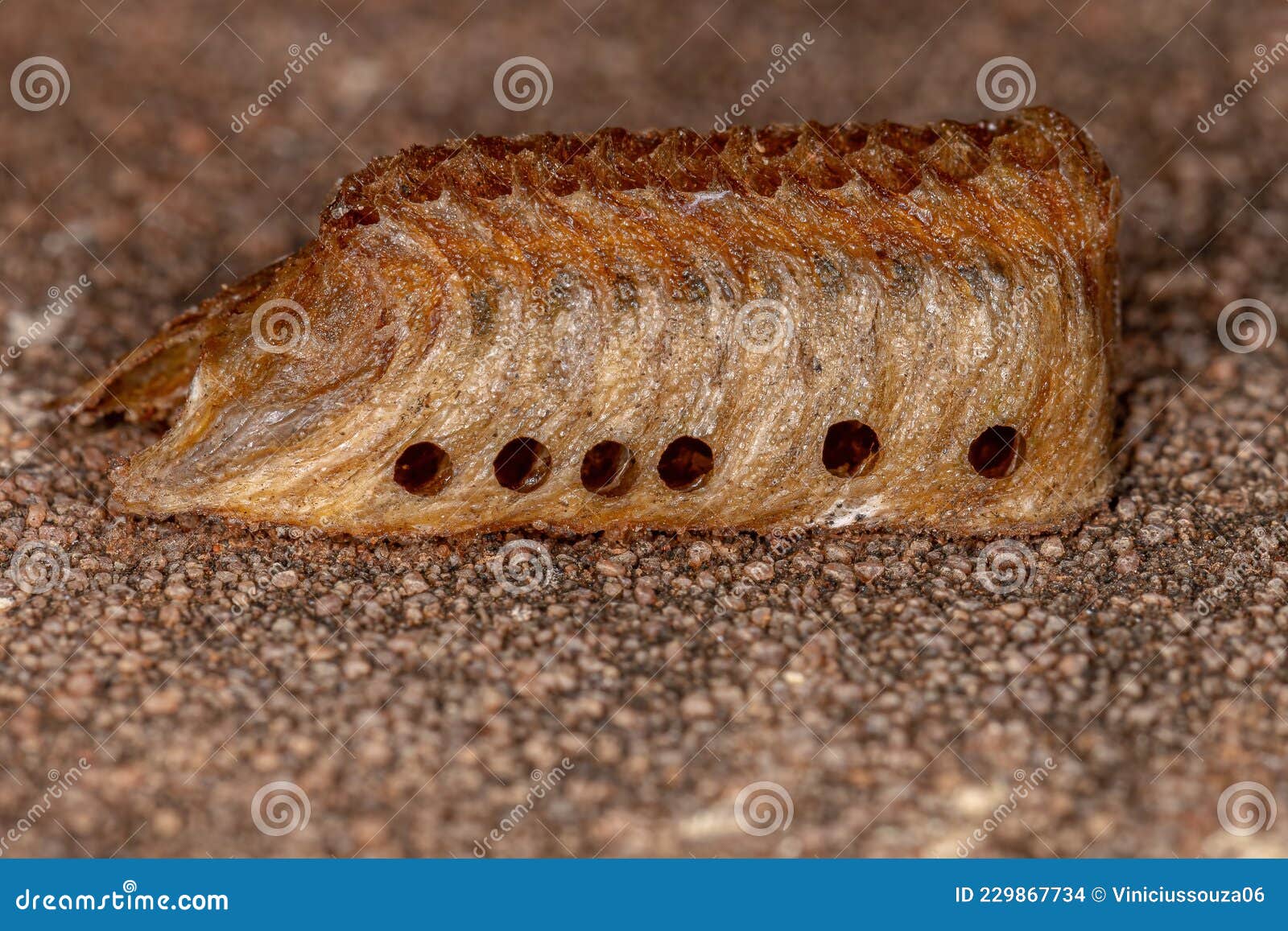 Mantises Egg Case stock photo. Image of insects, eggs - 229867734