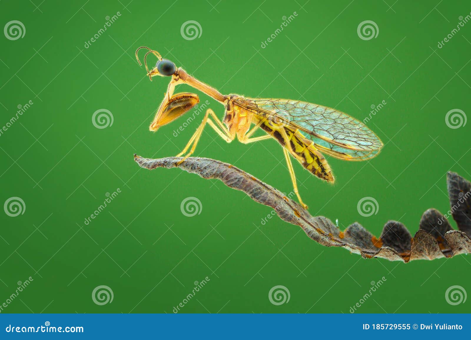 Mantisflies Stock Photos - Free & Royalty-Free Stock Photos from Dreamstime