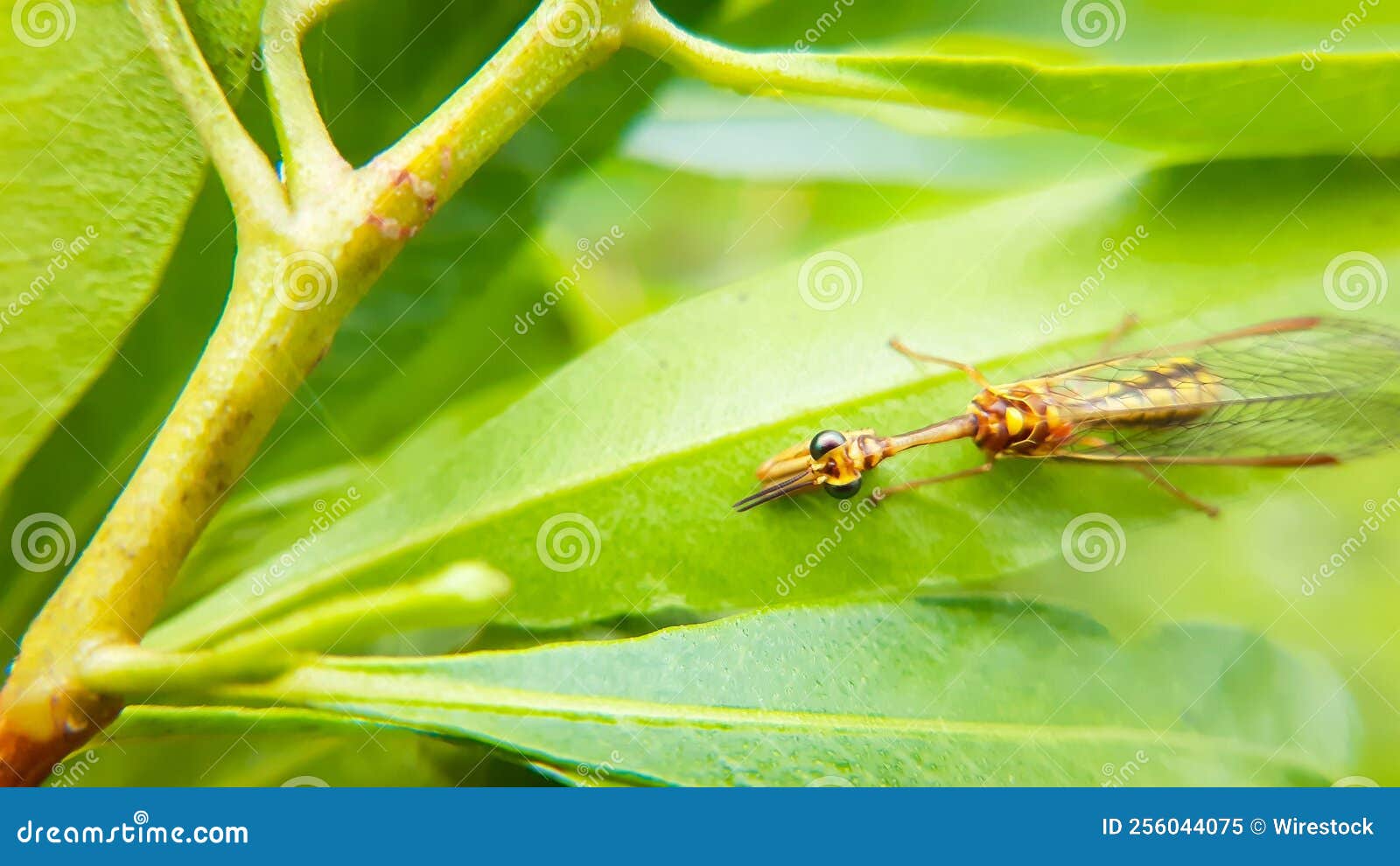 Mantispa Styriaca Insect on a Green Leaf Stock Image - Image of garden ...