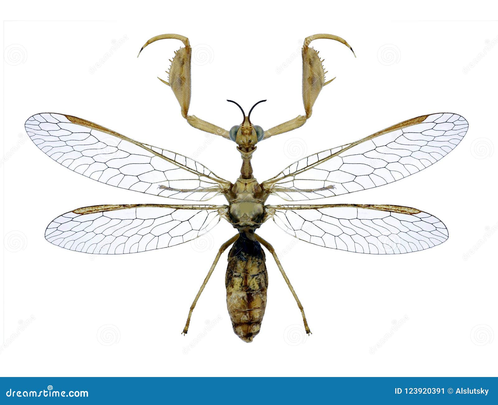 Mantispidae Mantispa Styriaca Royalty-Free Stock Photo | CartoonDealer ...