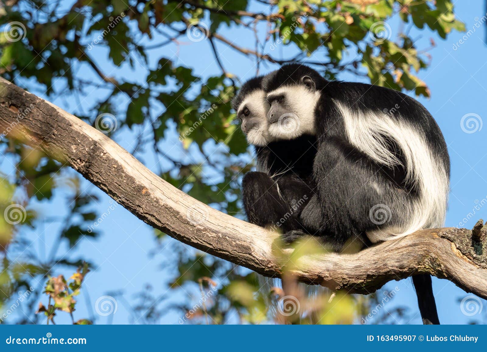 Mantled Guereza Colobus Guereza Sitting High on the Branch Stock Image ...