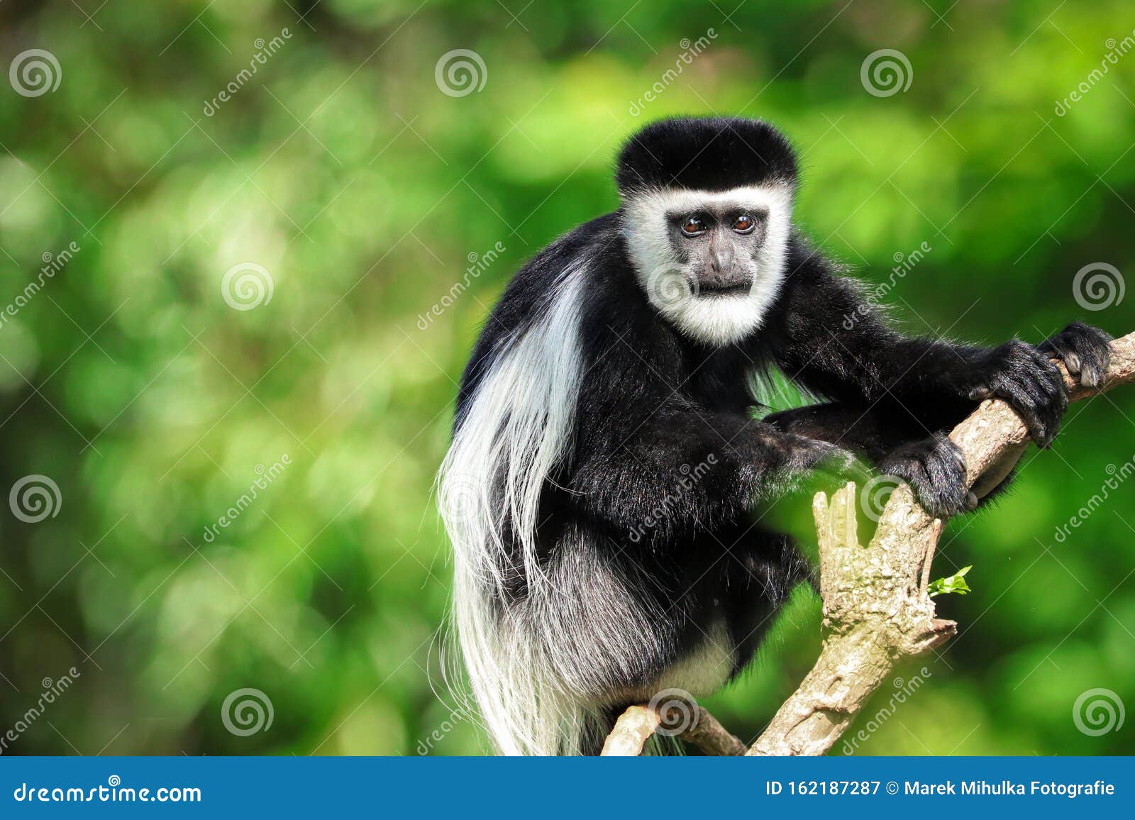 Mantled Guereza Colobus Guereza Stock Image - Image of eastern ...
